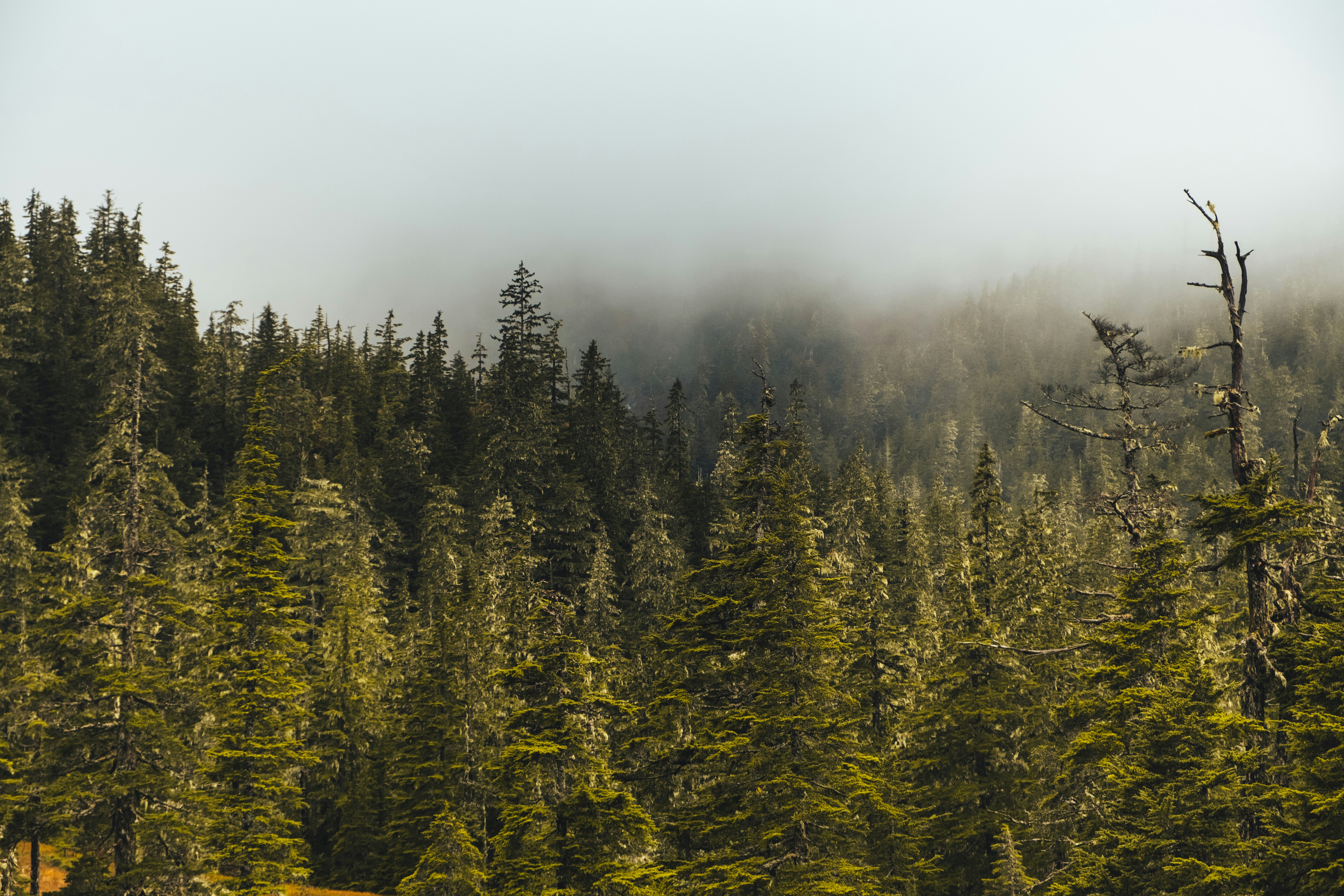 Mist Crowned Pines: A Quiet Dawn Over the Evergreen Forest