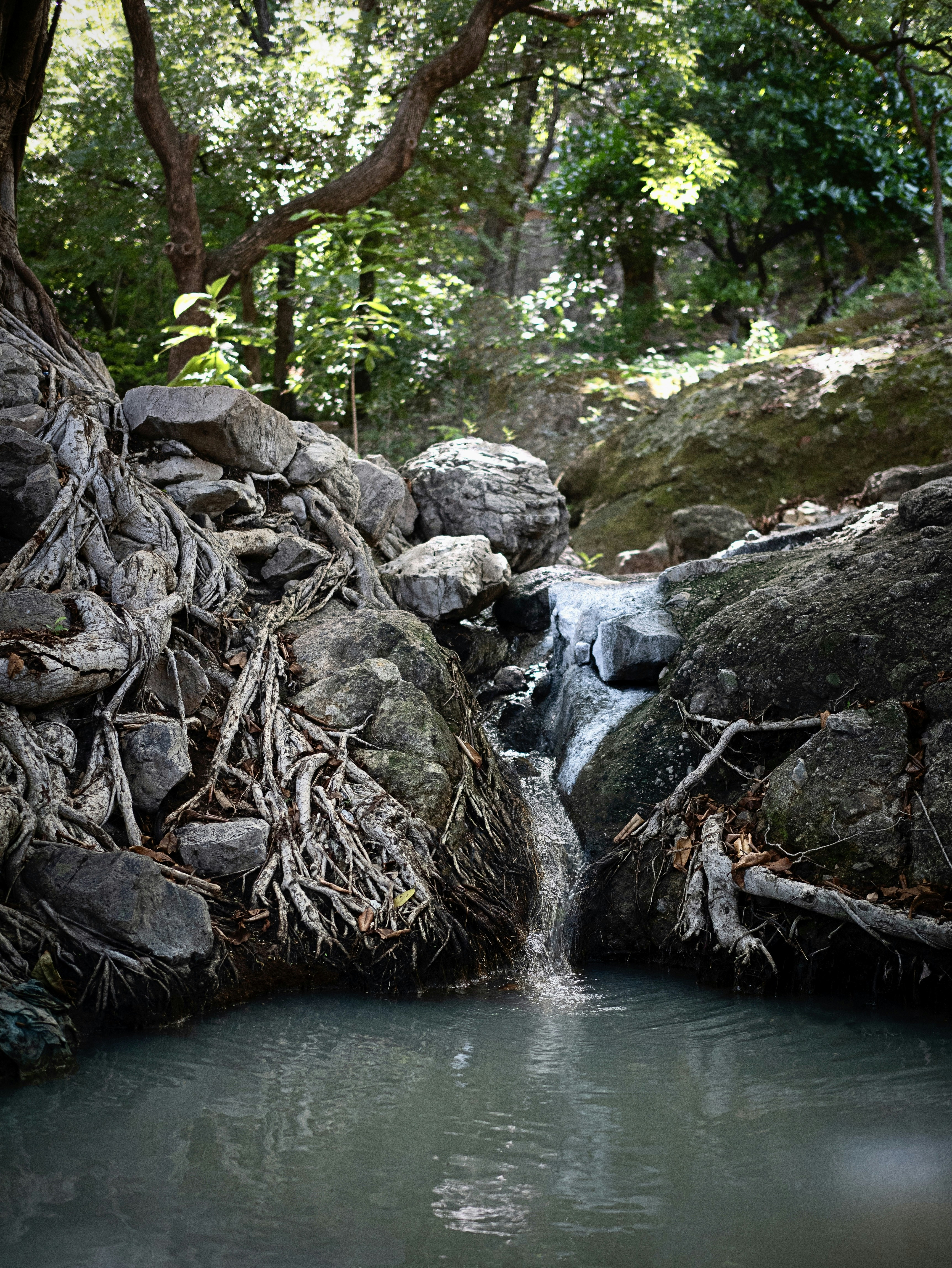 A stream of water running through a lush green forest photo – Free ...