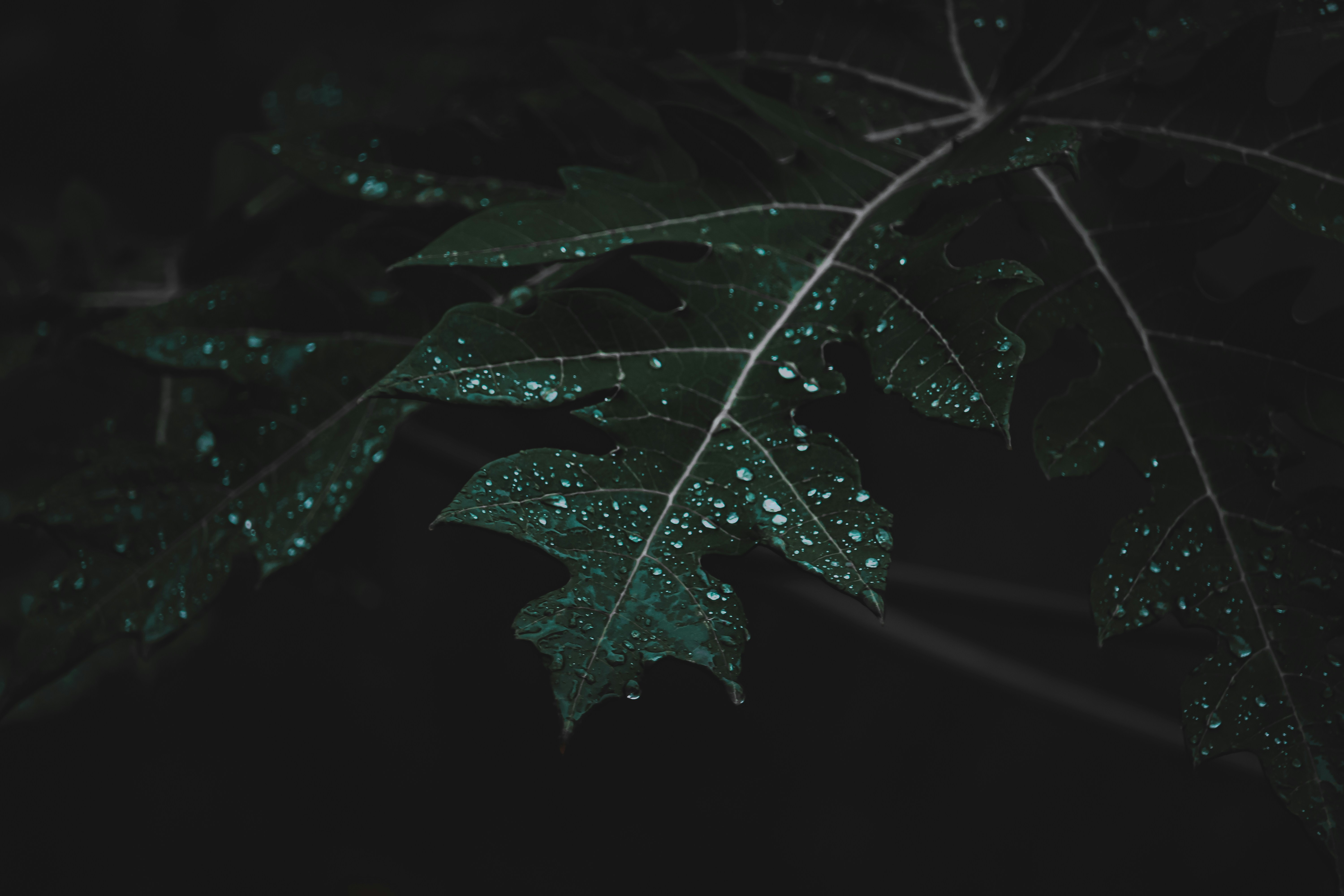 Dark green leaves adorned with glistening water droplets in low light.