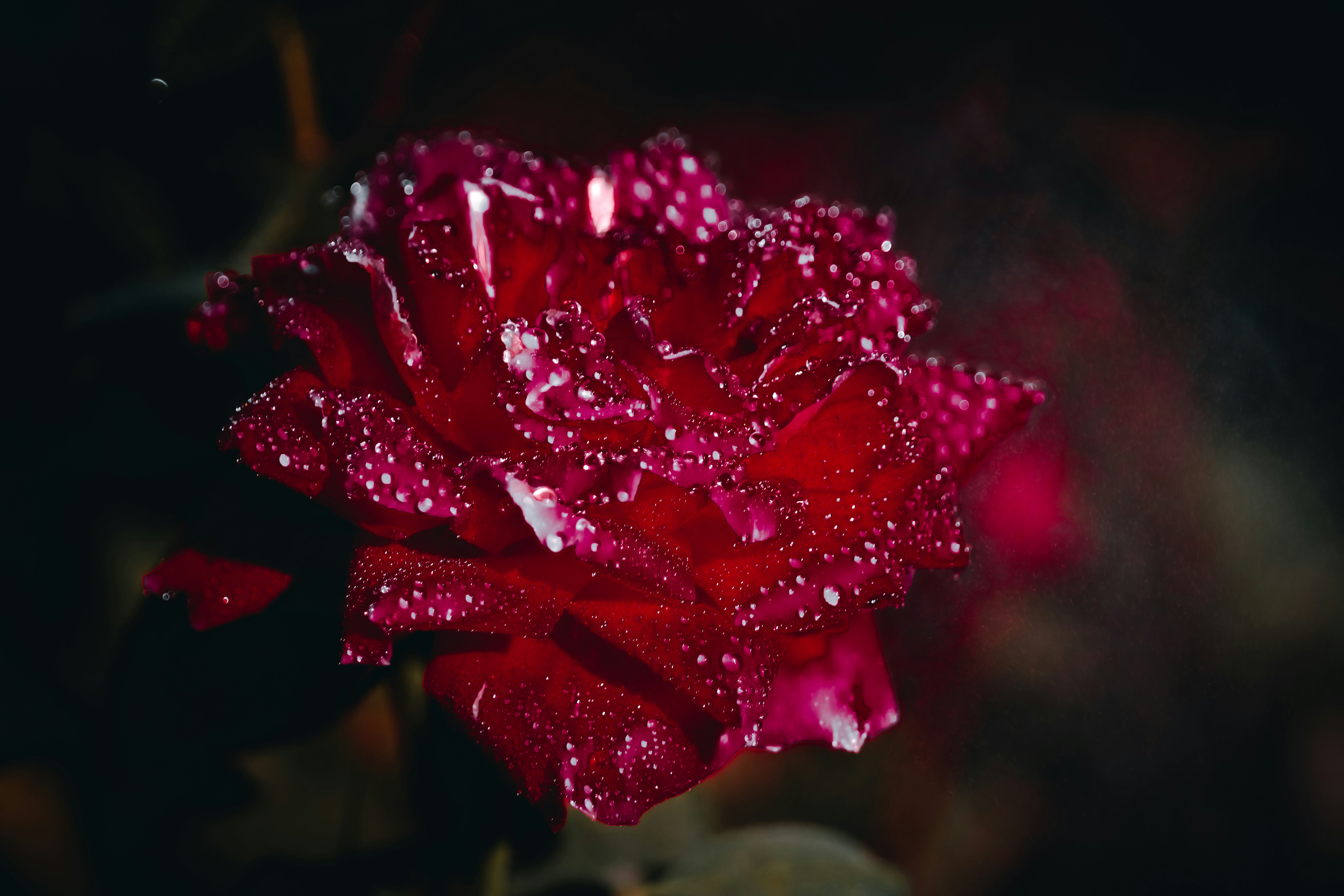 Rose 🌹