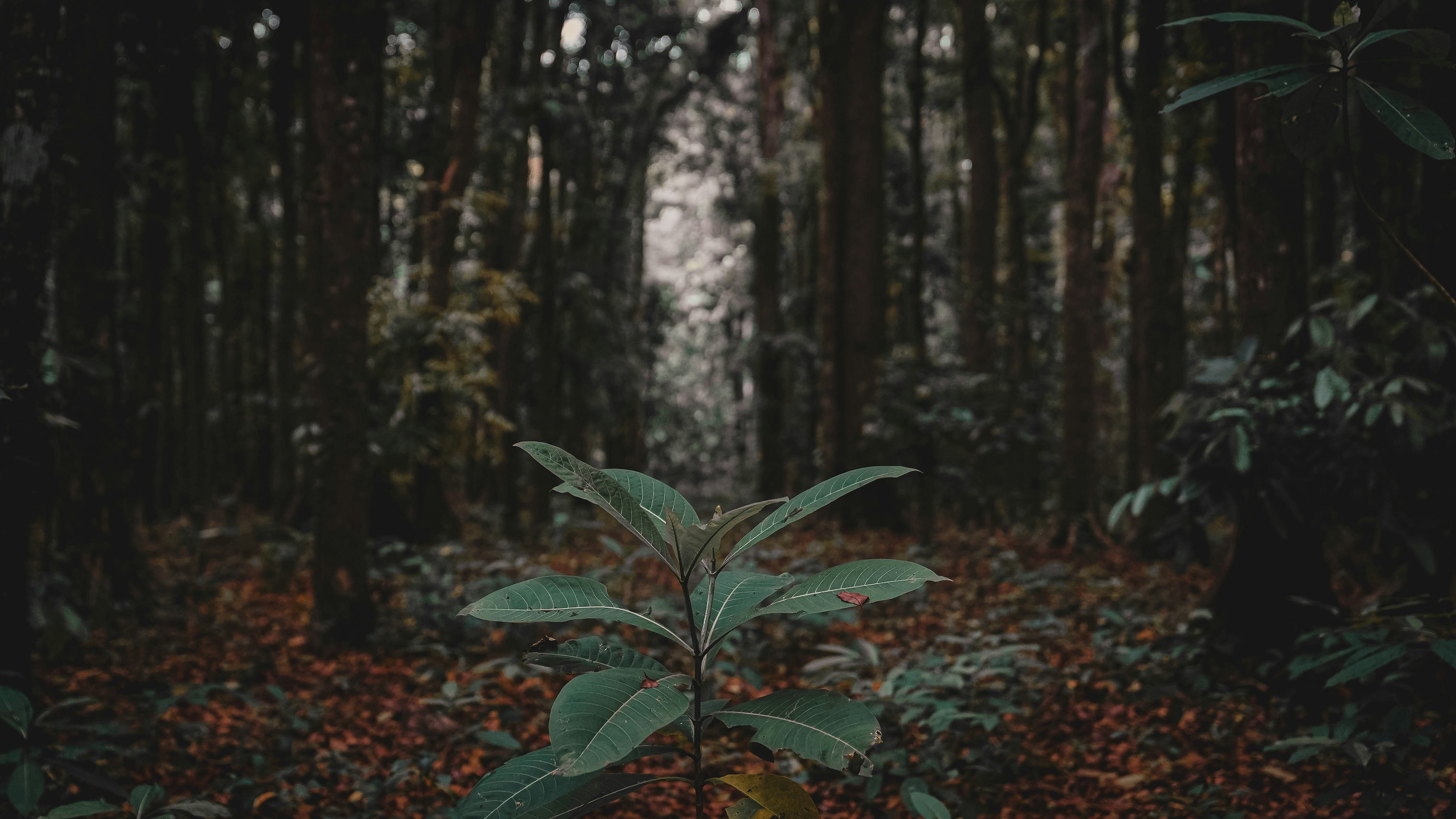 Lone Green Sprout Reigning Over a Shadowed Forest Understory