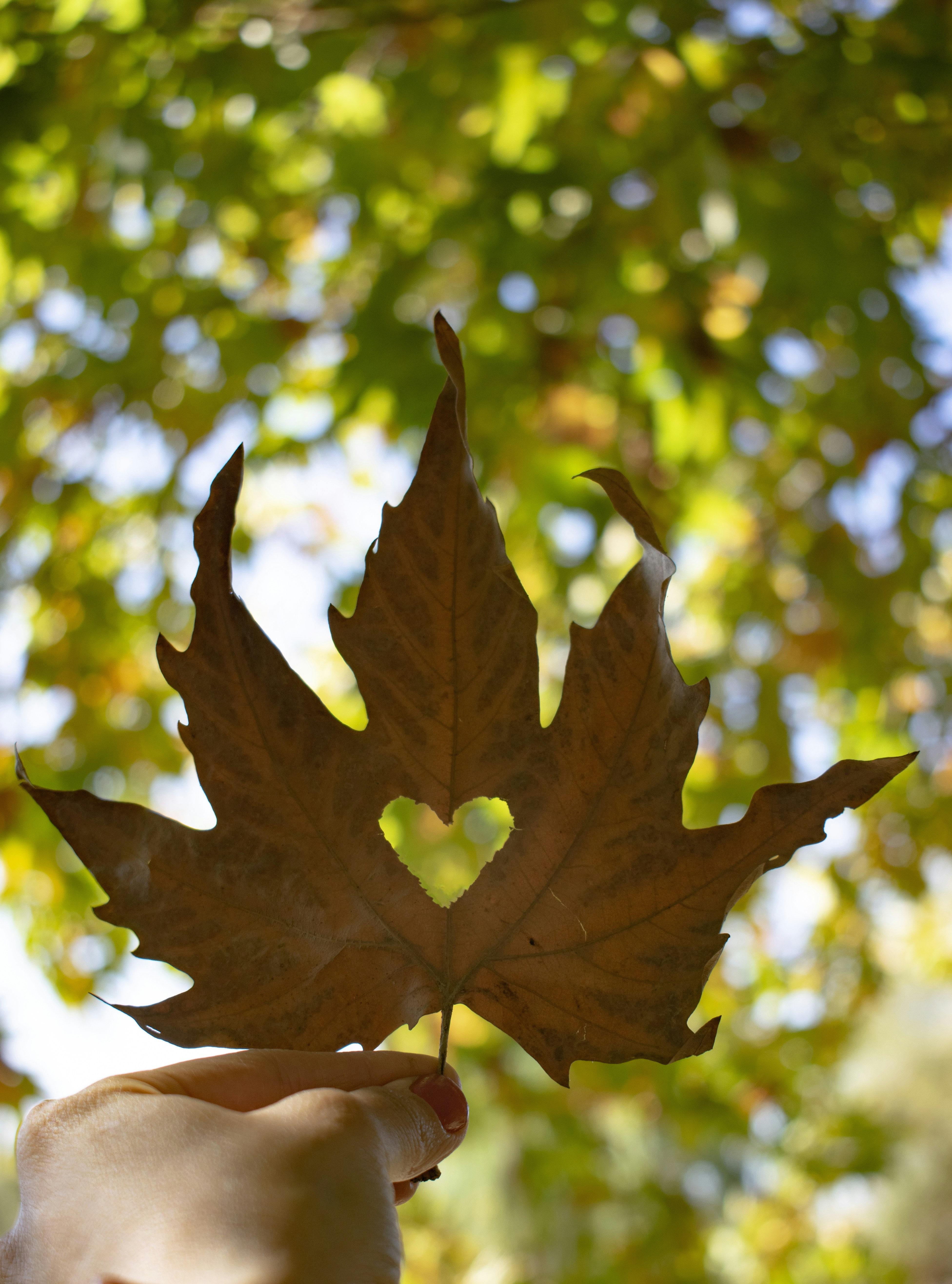 a person holding a leaf in front of a tree