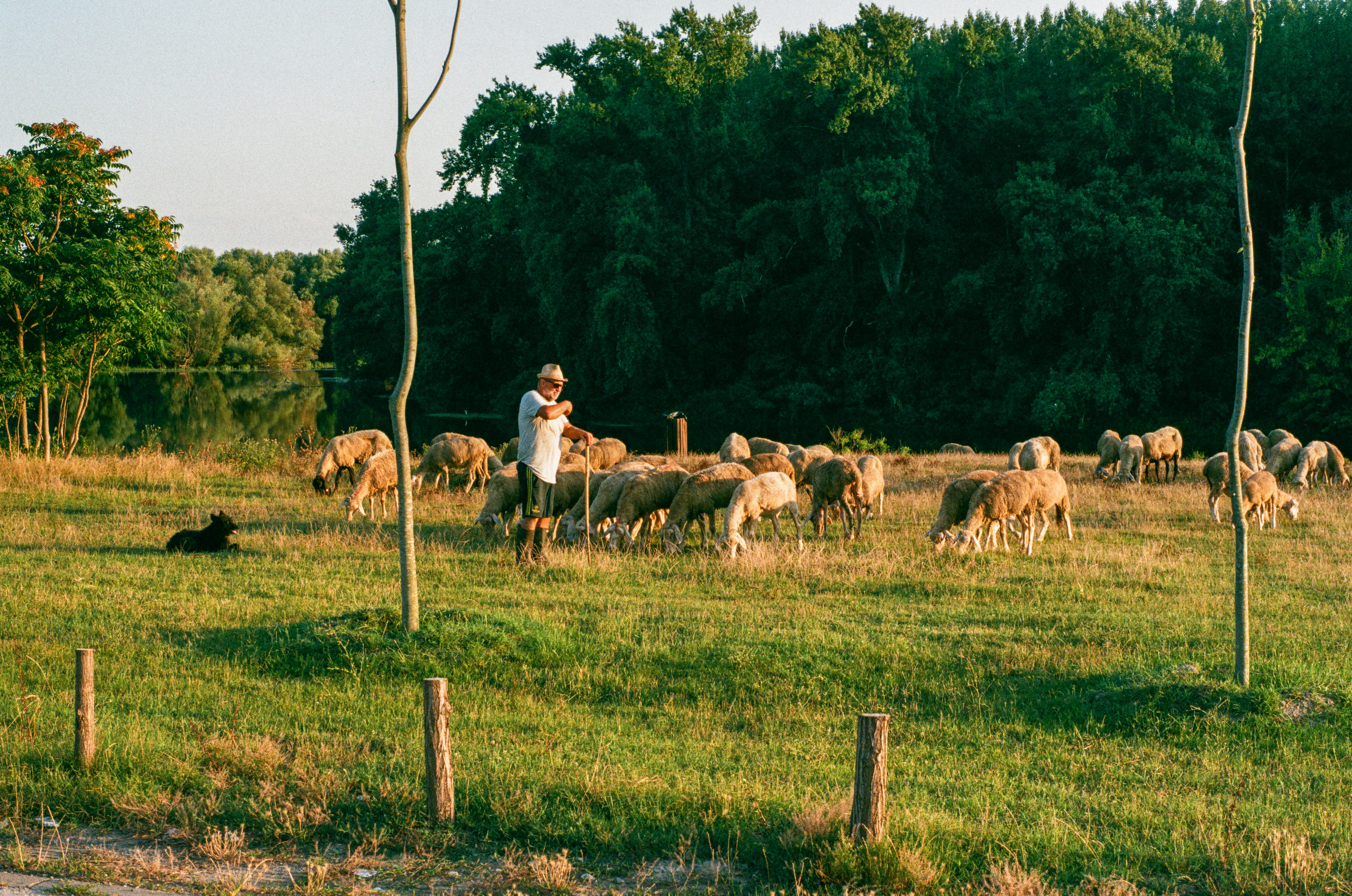 Foto Un hombre pastoreando ovejas en un campo con árboles al fondo ...
