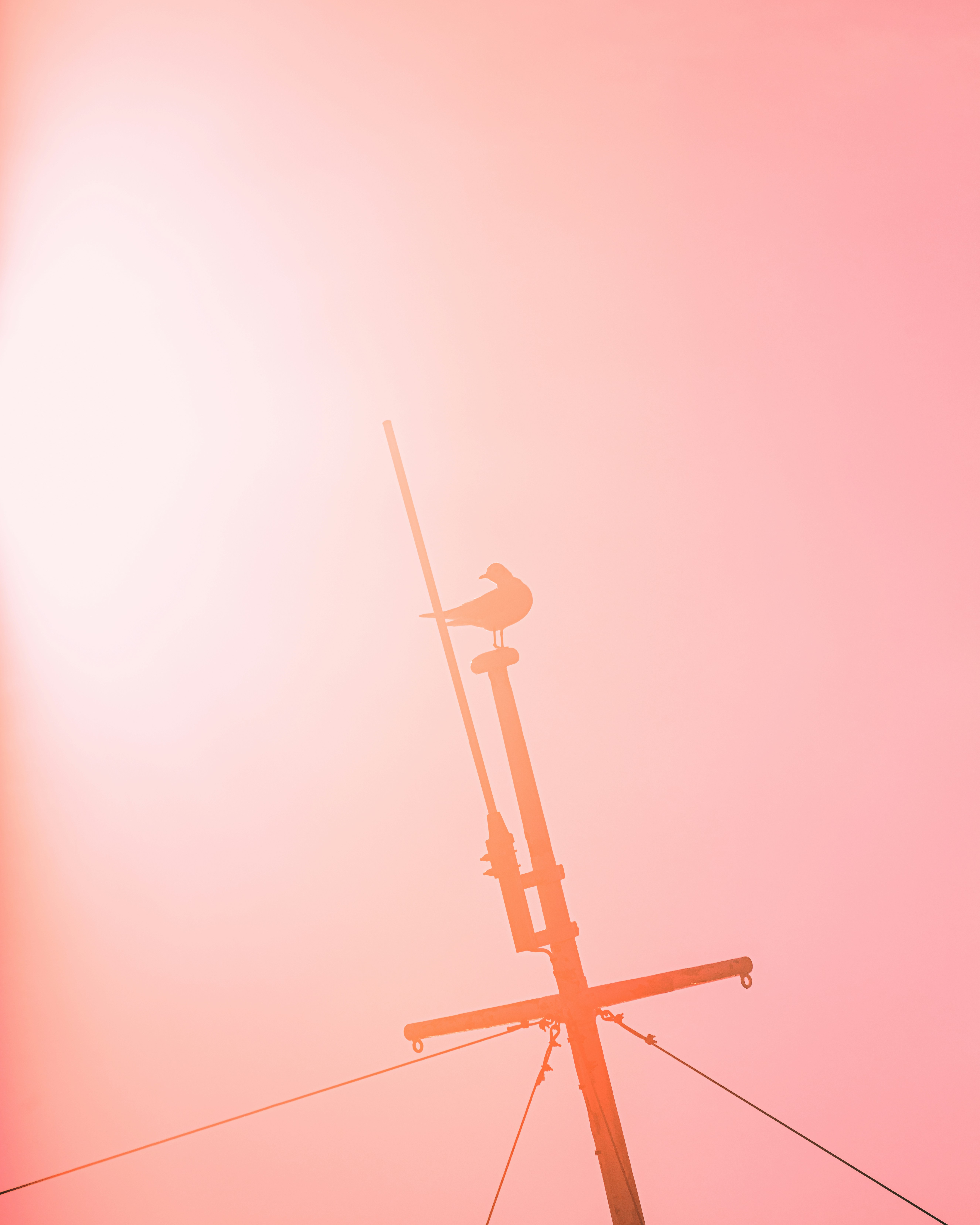 Bird on a Weathered Mast Beneath a Coral Dawn
