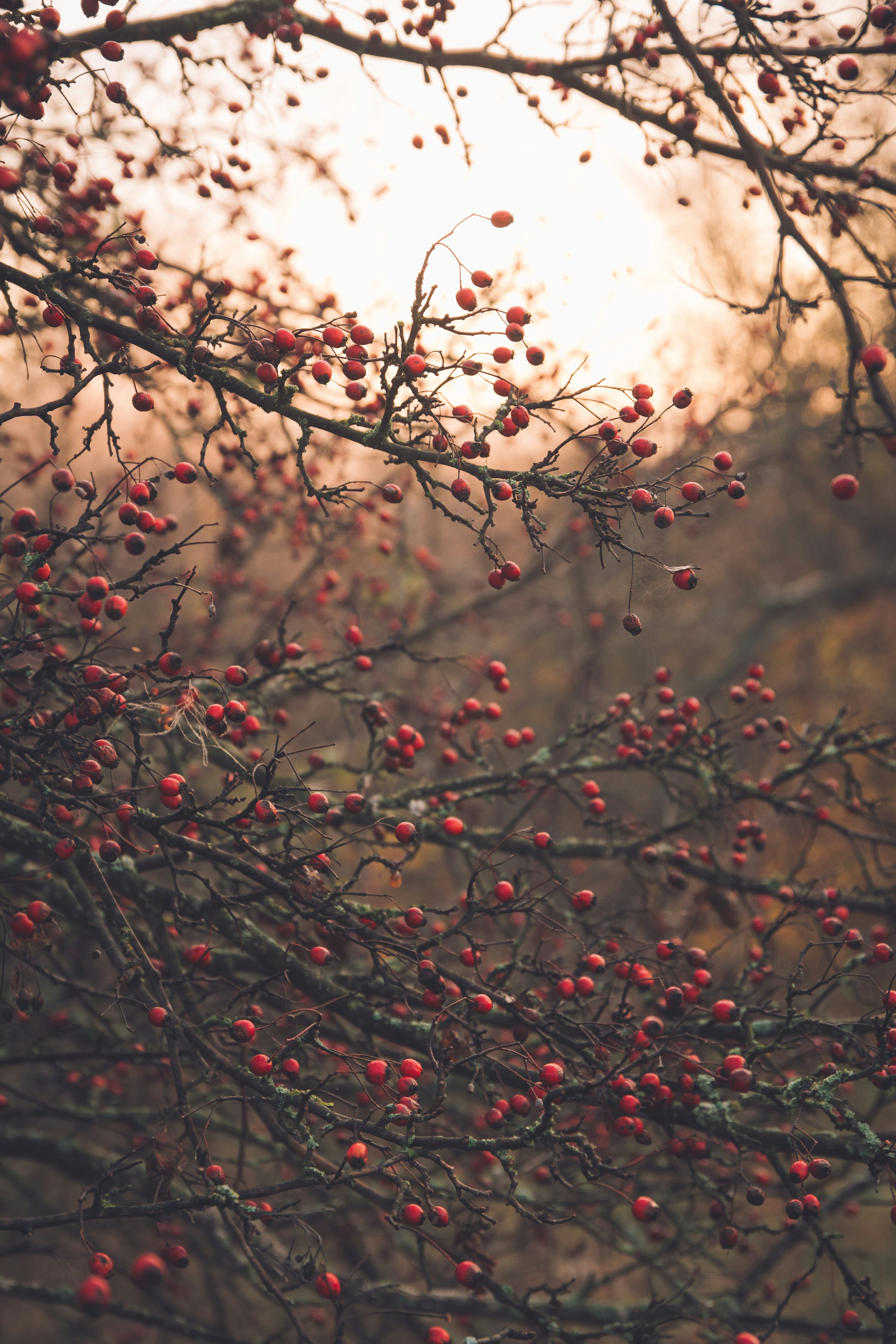 Red Berries in Backlit Winterscape