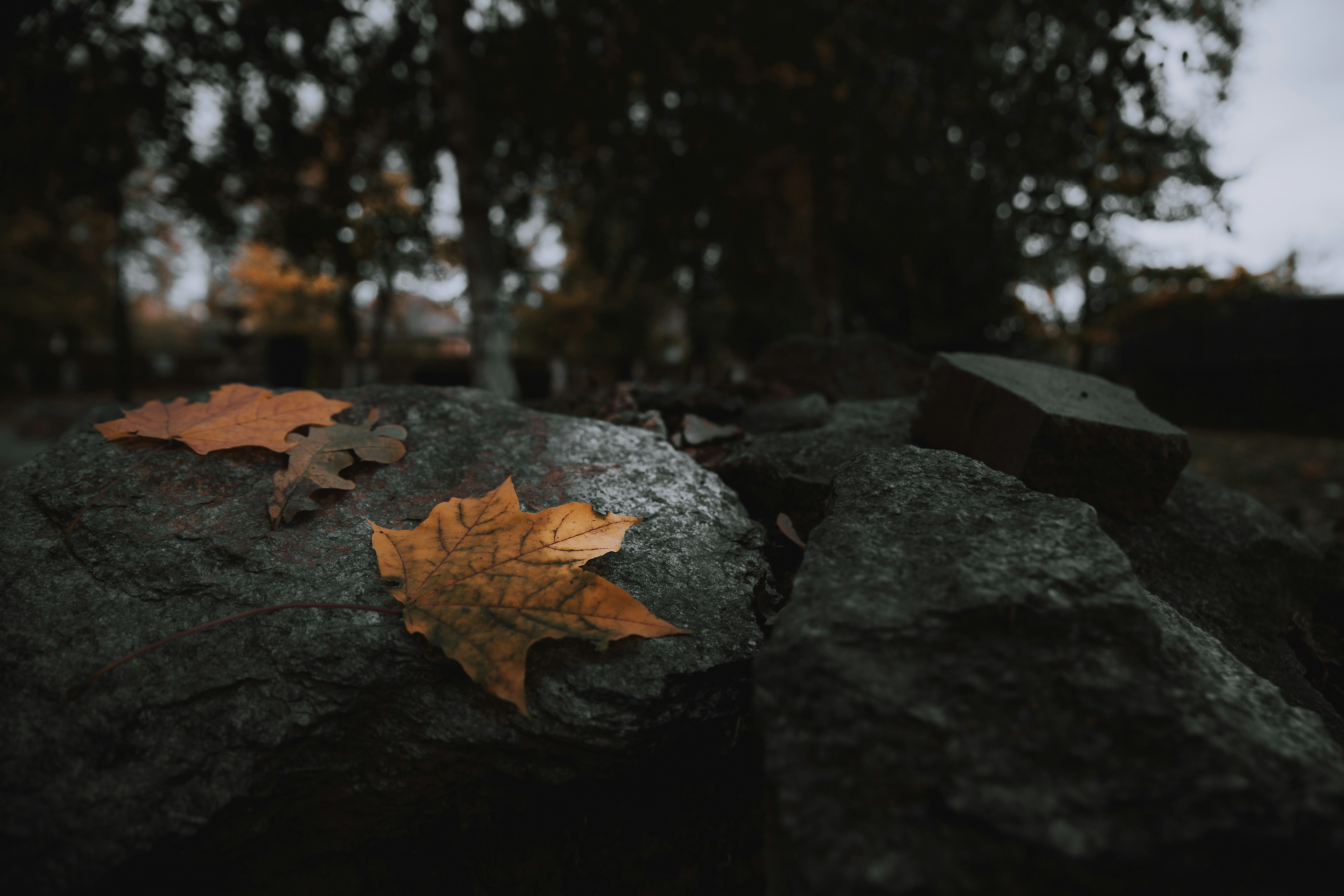 Golden and brown leaves resting on textured rocks in a dimly lit setting, highlighting the transition of seasons.