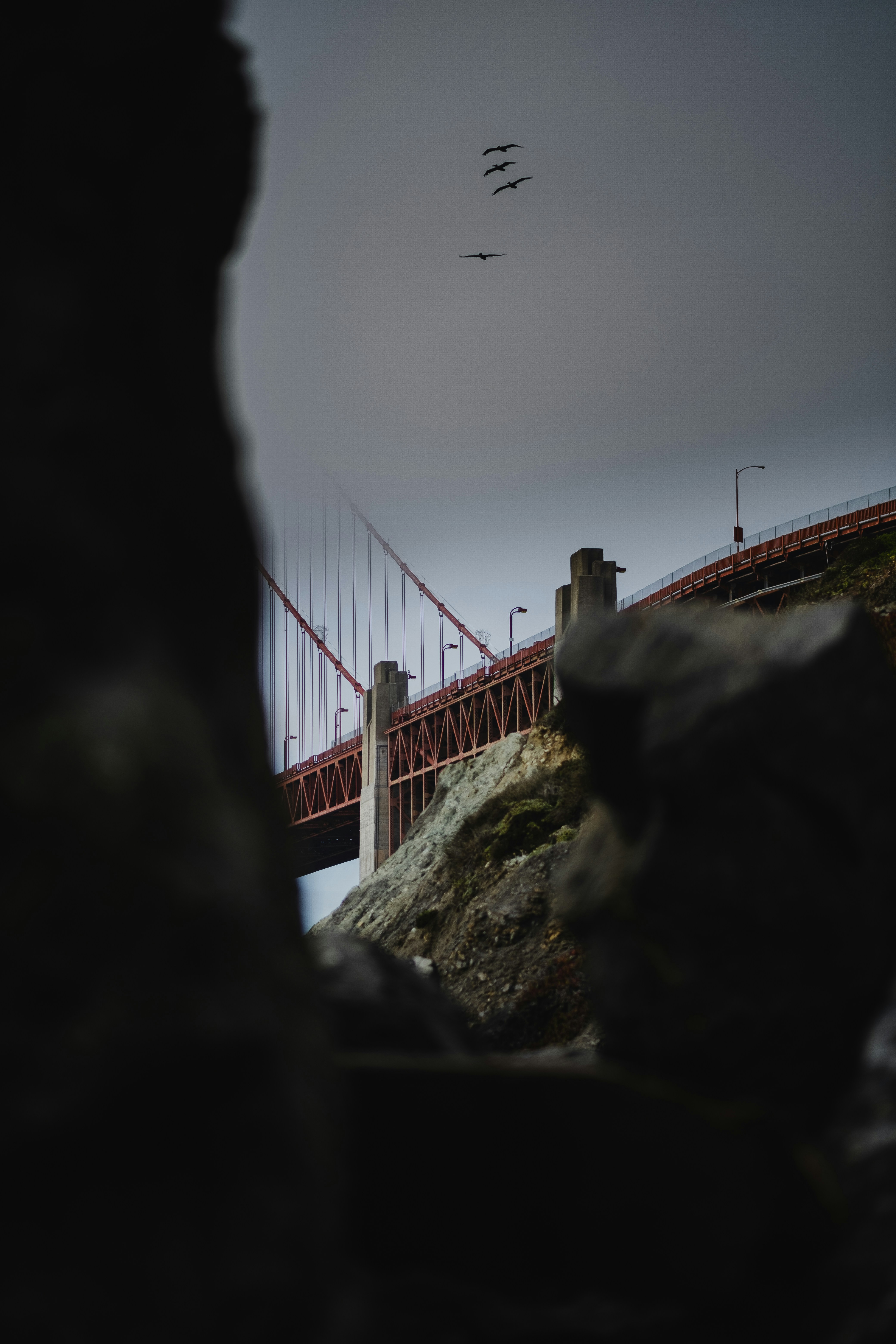 A group of birds flying over the golden gate bridge photo – Free Golden ...
