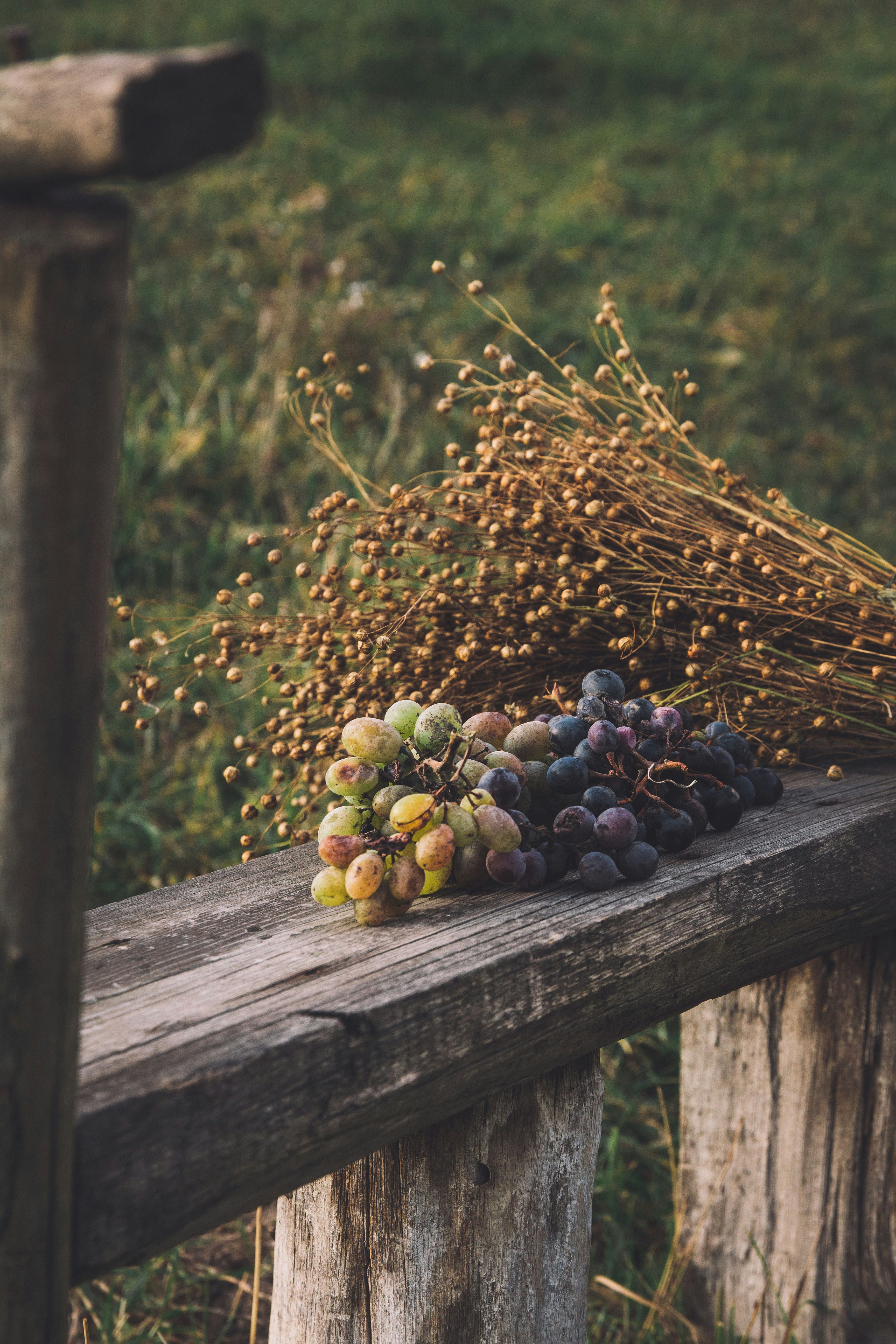 Harvested Quiet: Bunches of Grapes Rest on Weathered Rail