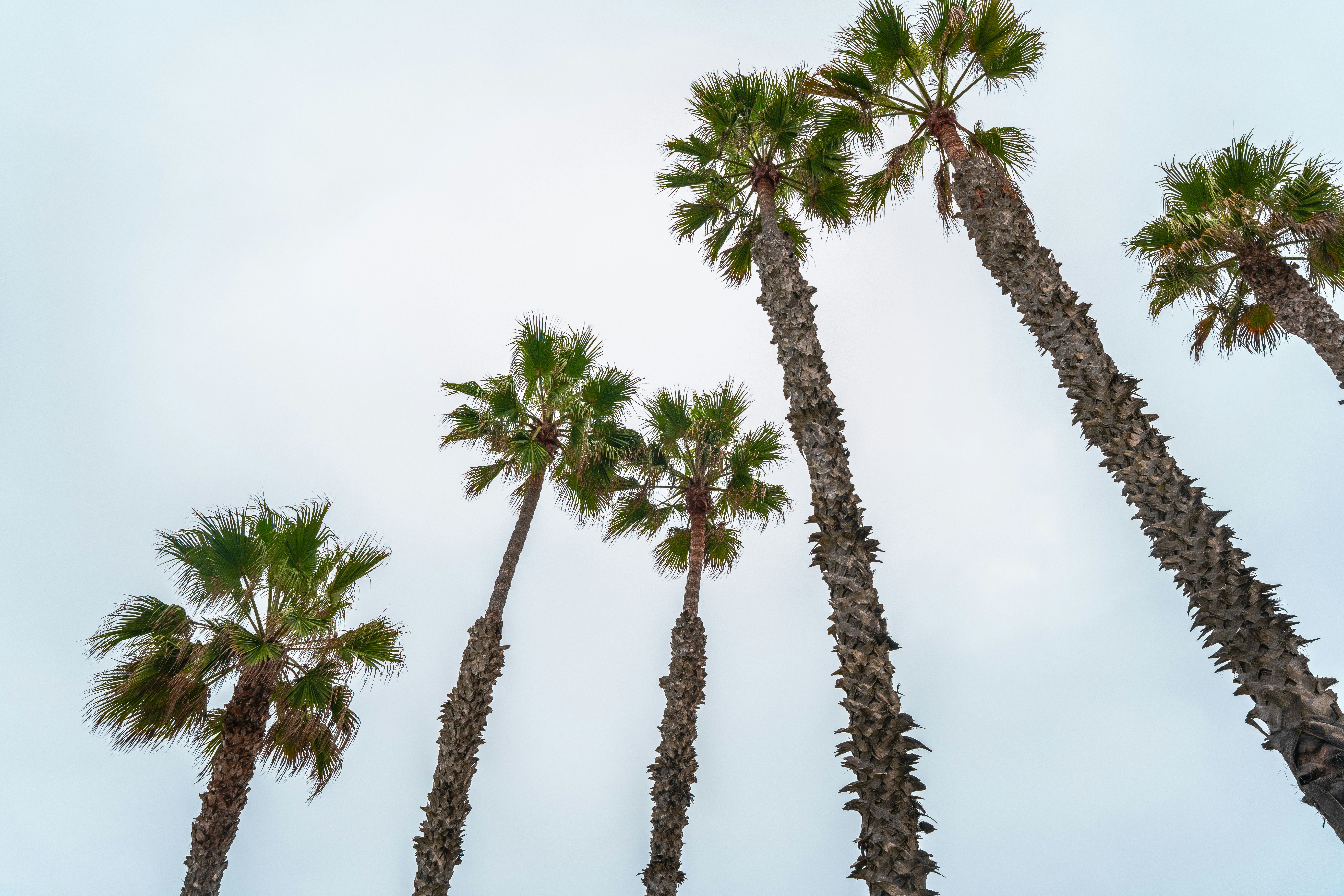 Tall palm trees reach skyward against a muted, cloudy backdrop.