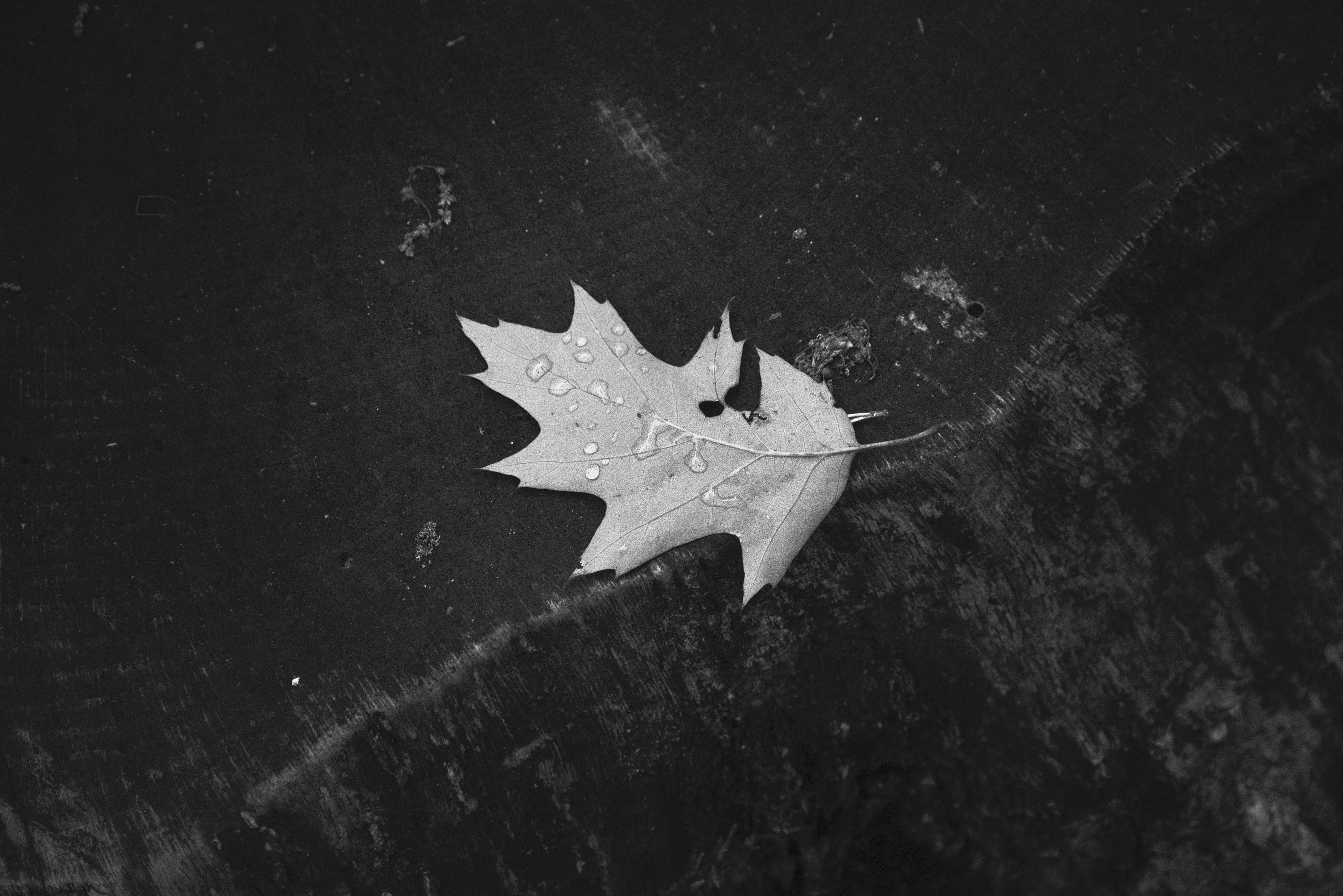 Grayscale Solitude: One Leaf on a Velvet Shadow