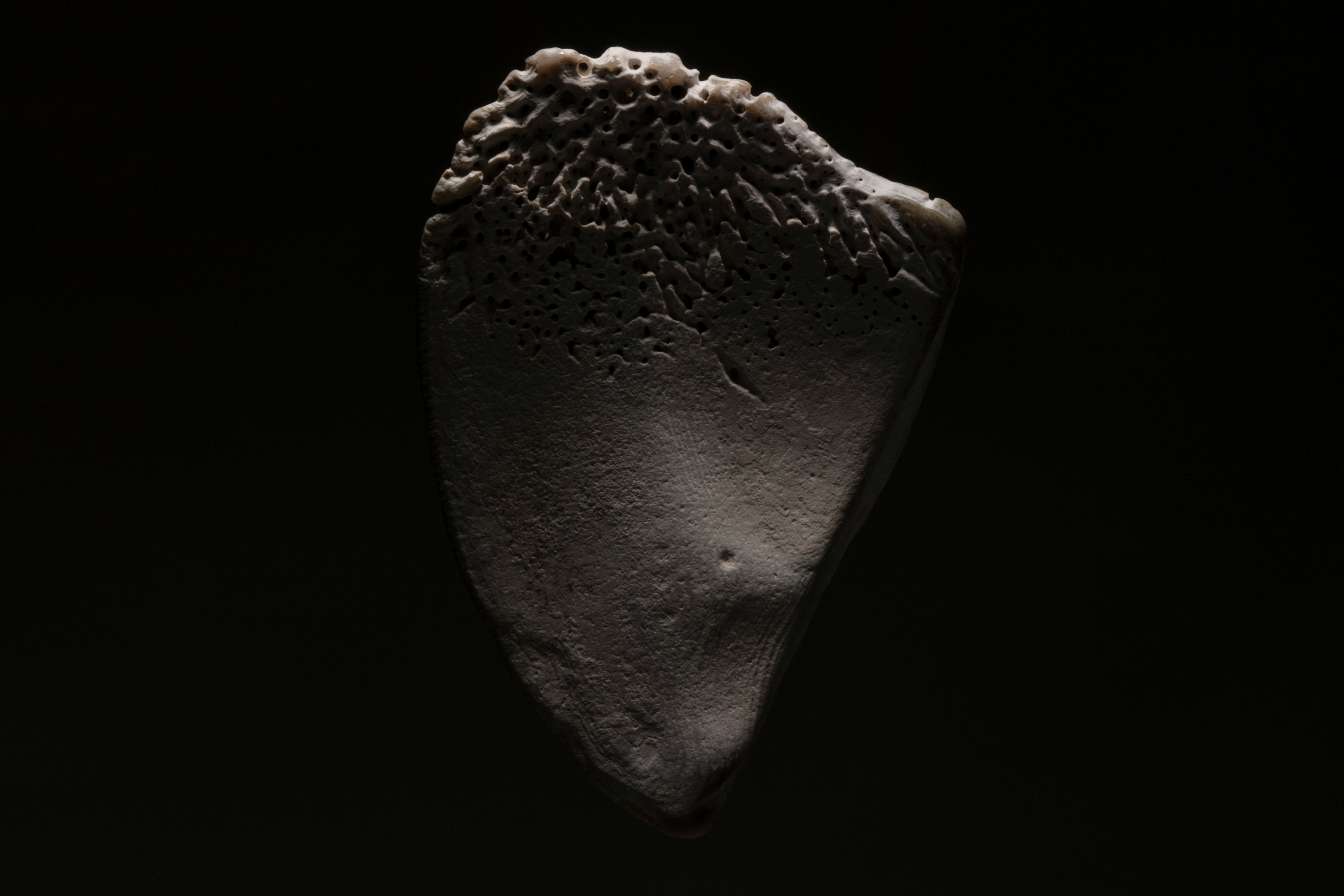 Perbedaan Asteroid, Meteoroid, Meteor, dan Meteorit: Panduan Lengkap ...