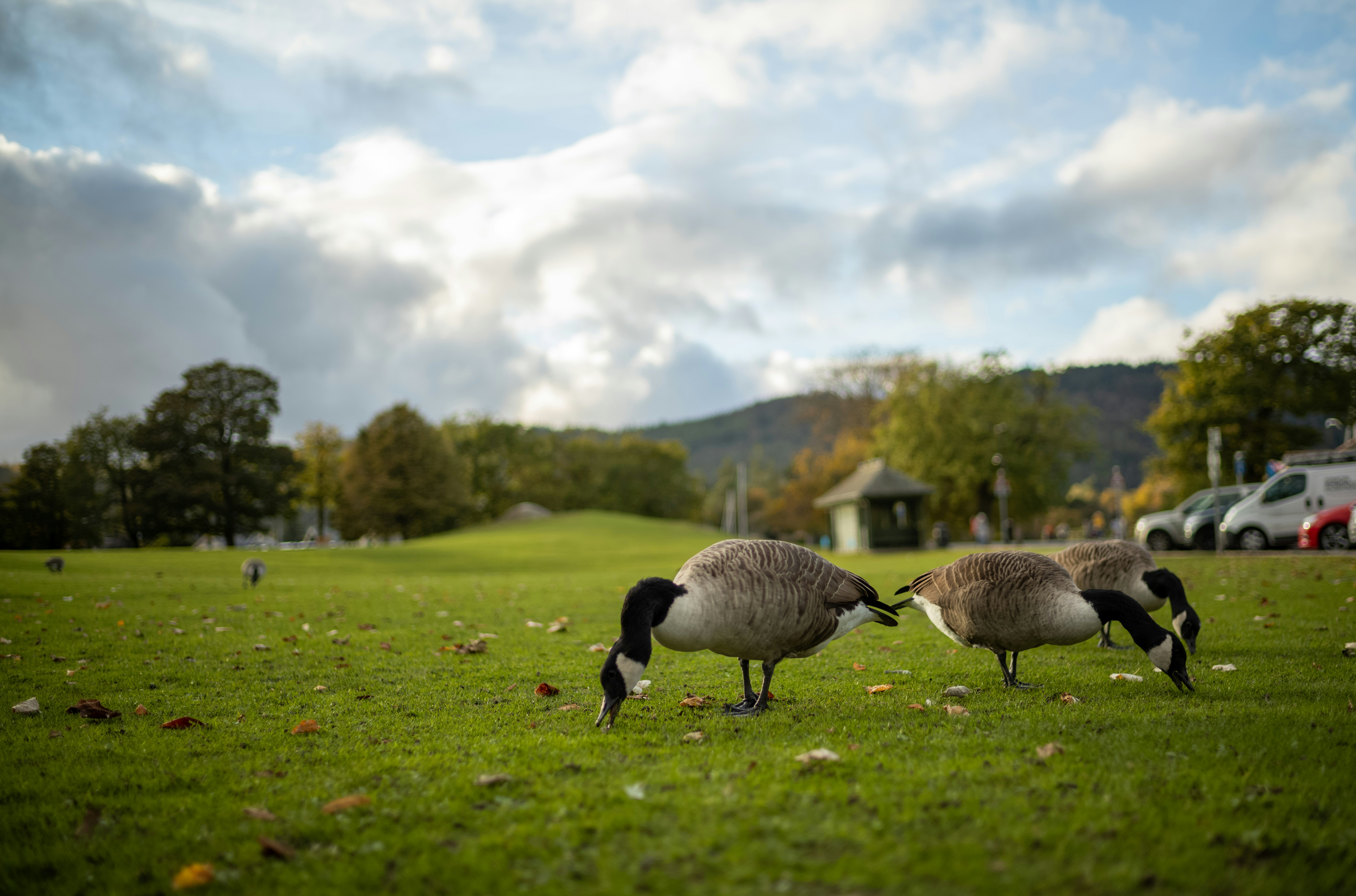 Three Canada geese foraging on a lush green lawn surrounded by autumn foliage and distant hills. Soft clouds drift across the sky.