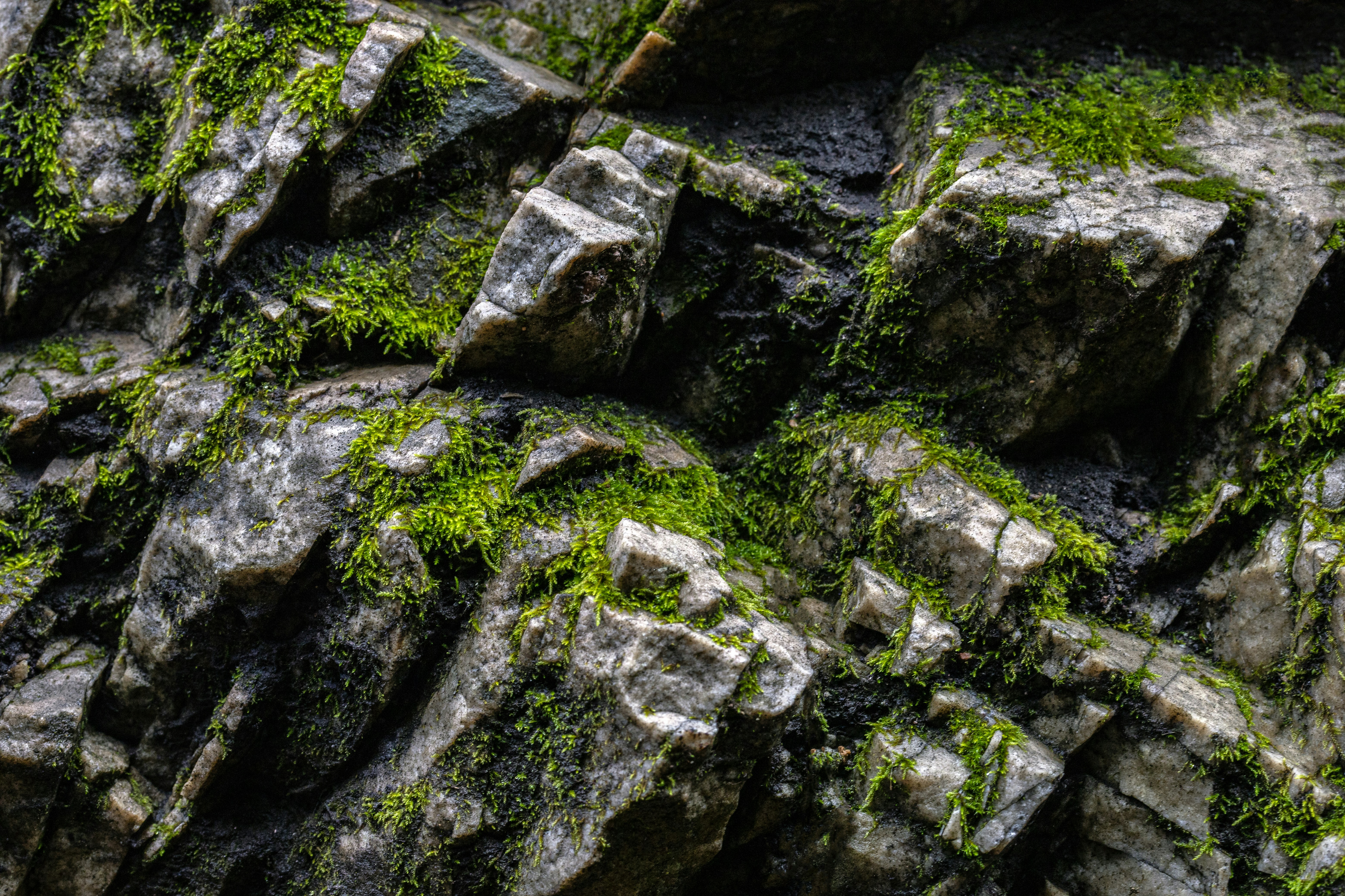 Un primer plano de musgo creciendo en las rocas foto – Imagen de Al ...