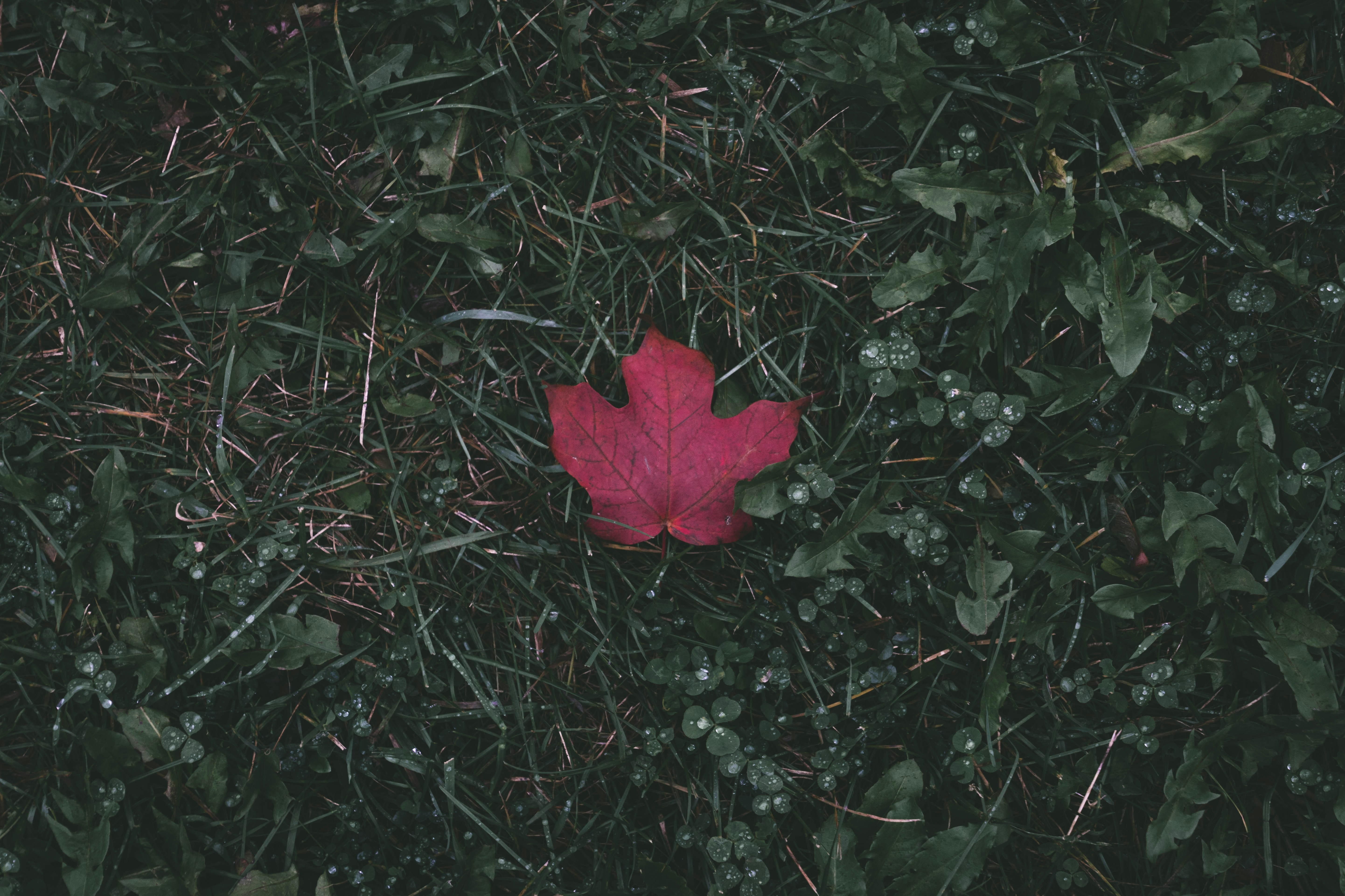 a red leaf laying on top of a lush green field