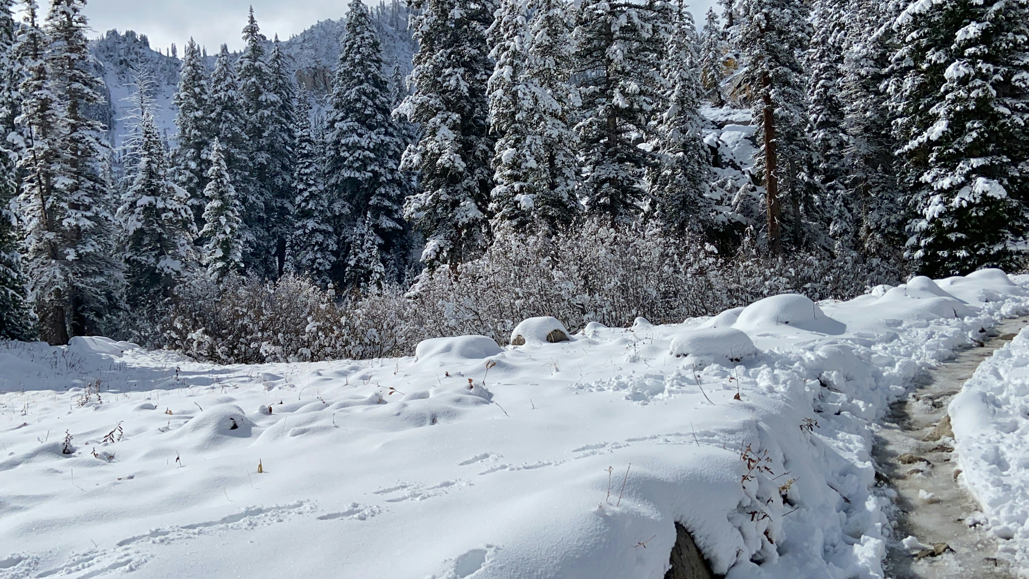 Snow blankets a serene landscape, with towering evergreens framing a peaceful scene. The intricate patterns in the snow add depth to the tranquil winter setting.