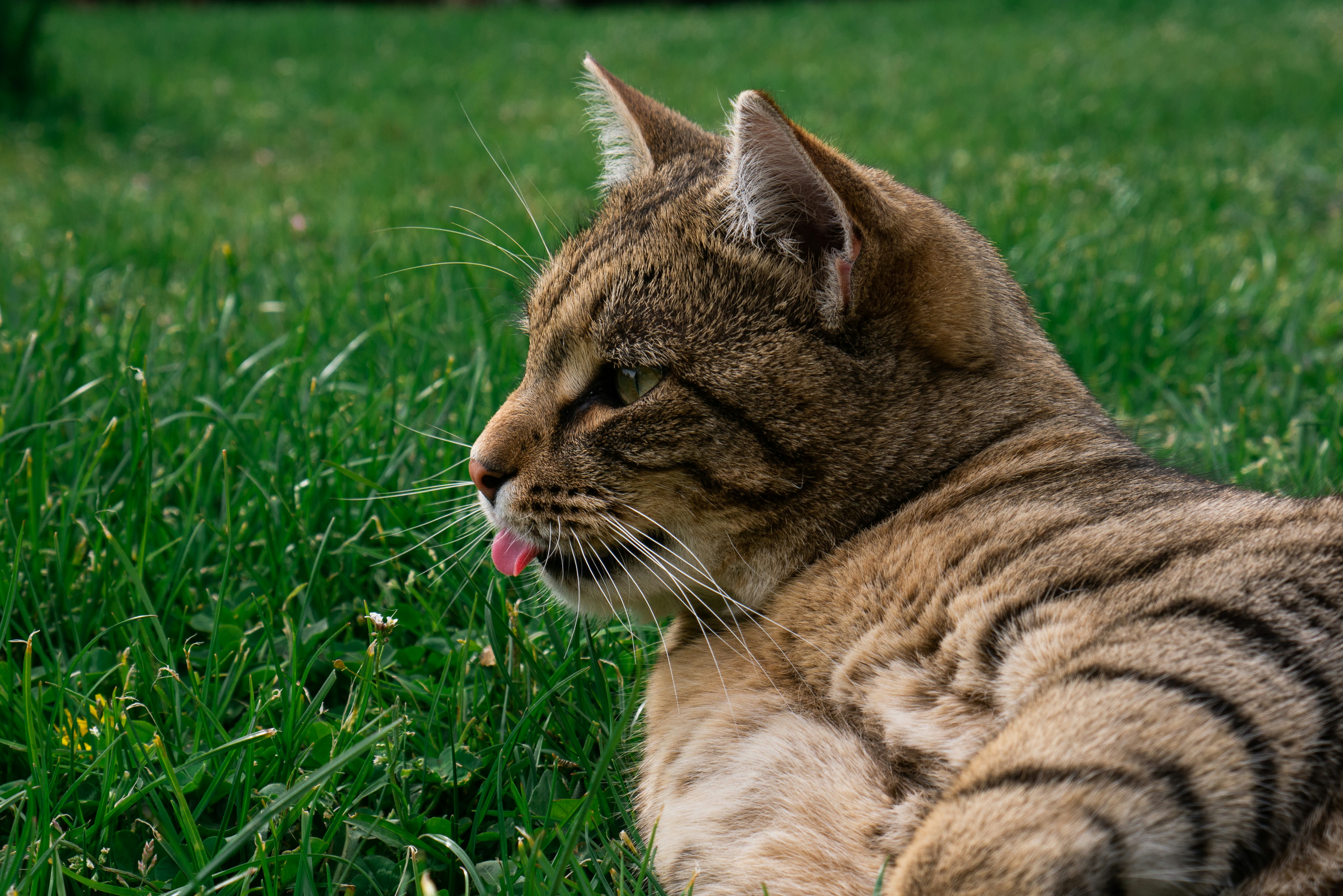 A tabby cat lounging on lush green grass, playfully sticking out its tongue. The scene captures the essence of a relaxed moment in nature.
