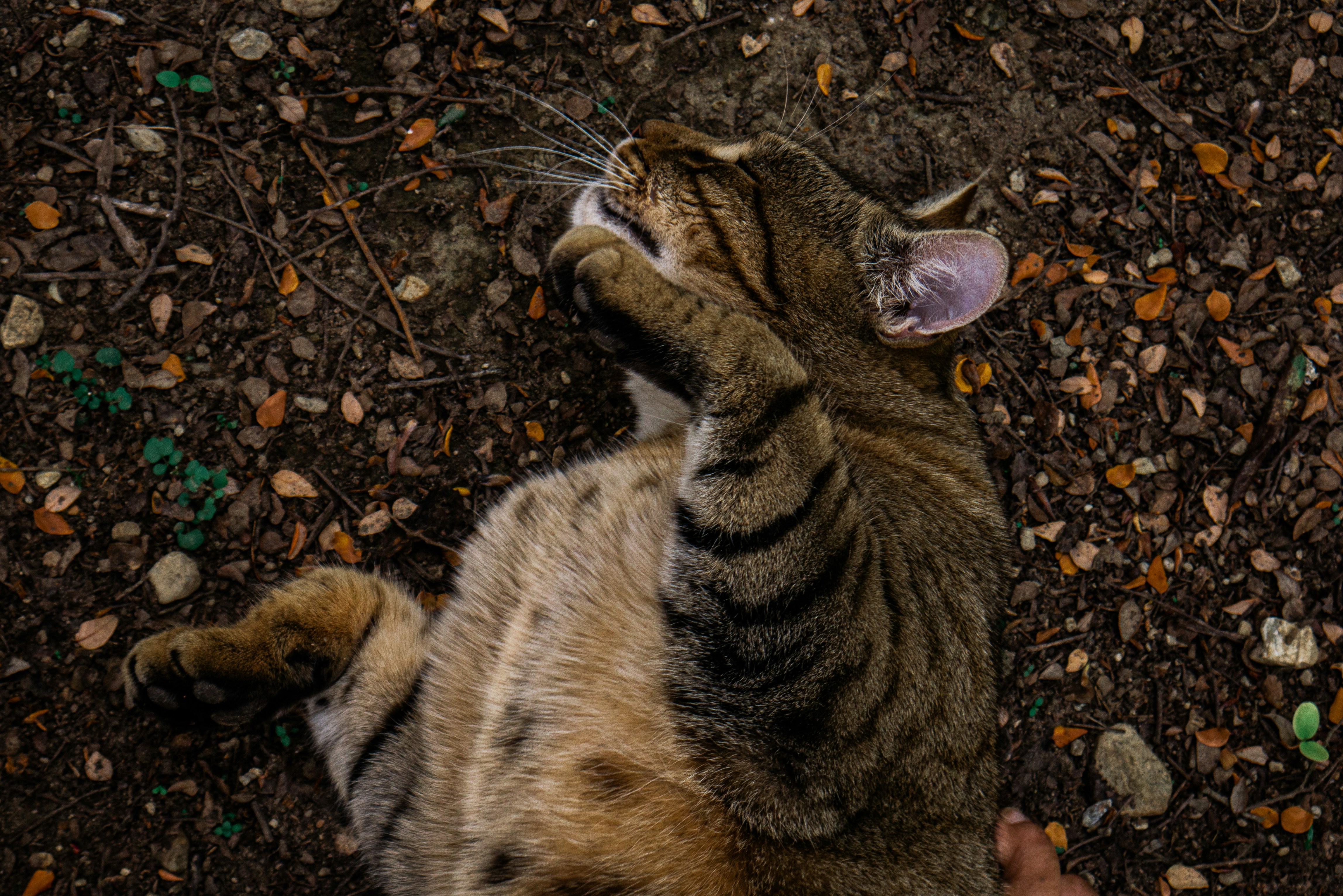 A playful tabby cat rolls on the ground amidst scattered leaves and earthy textures.