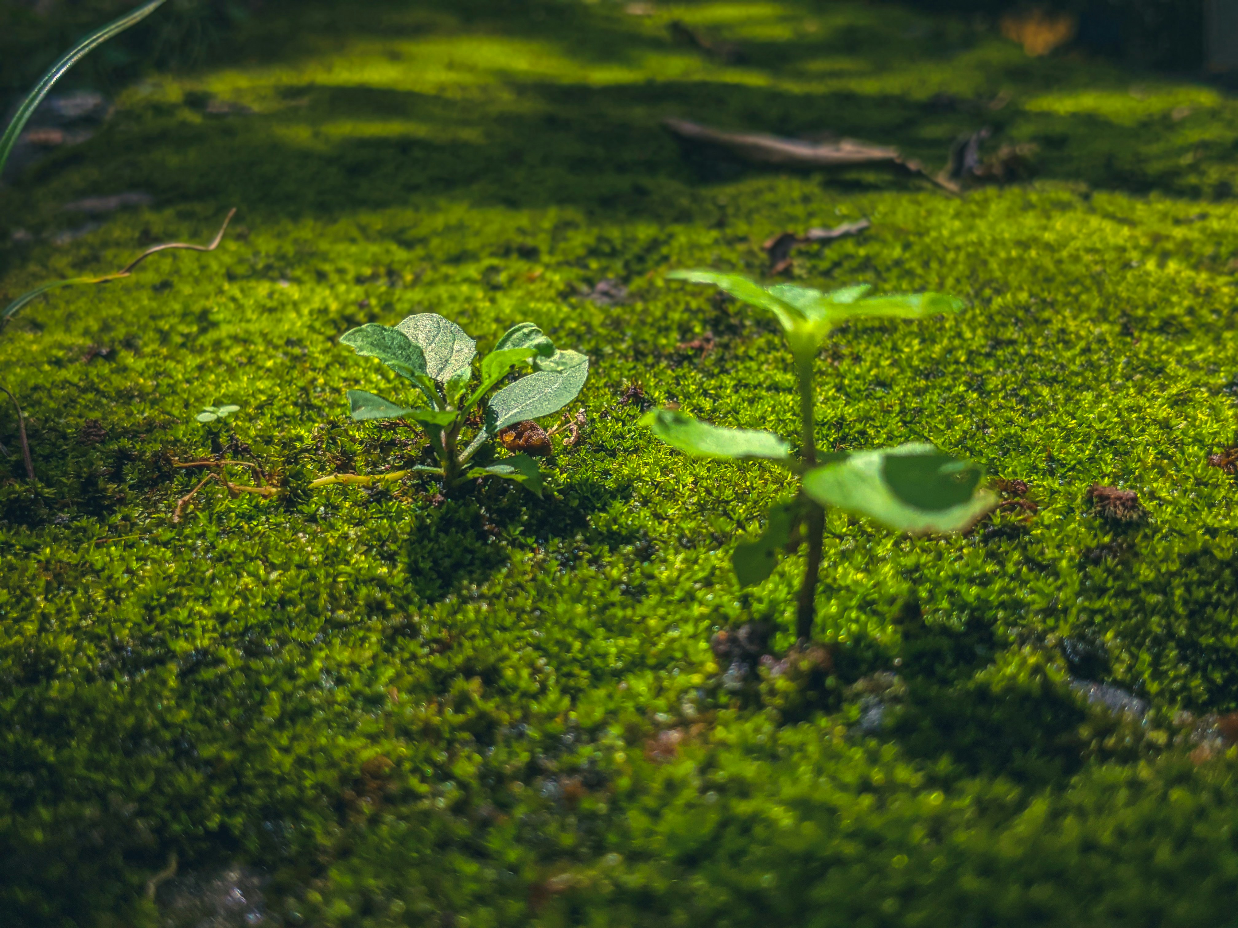 Small plants emerging through lush green moss in dappled sunlight.
