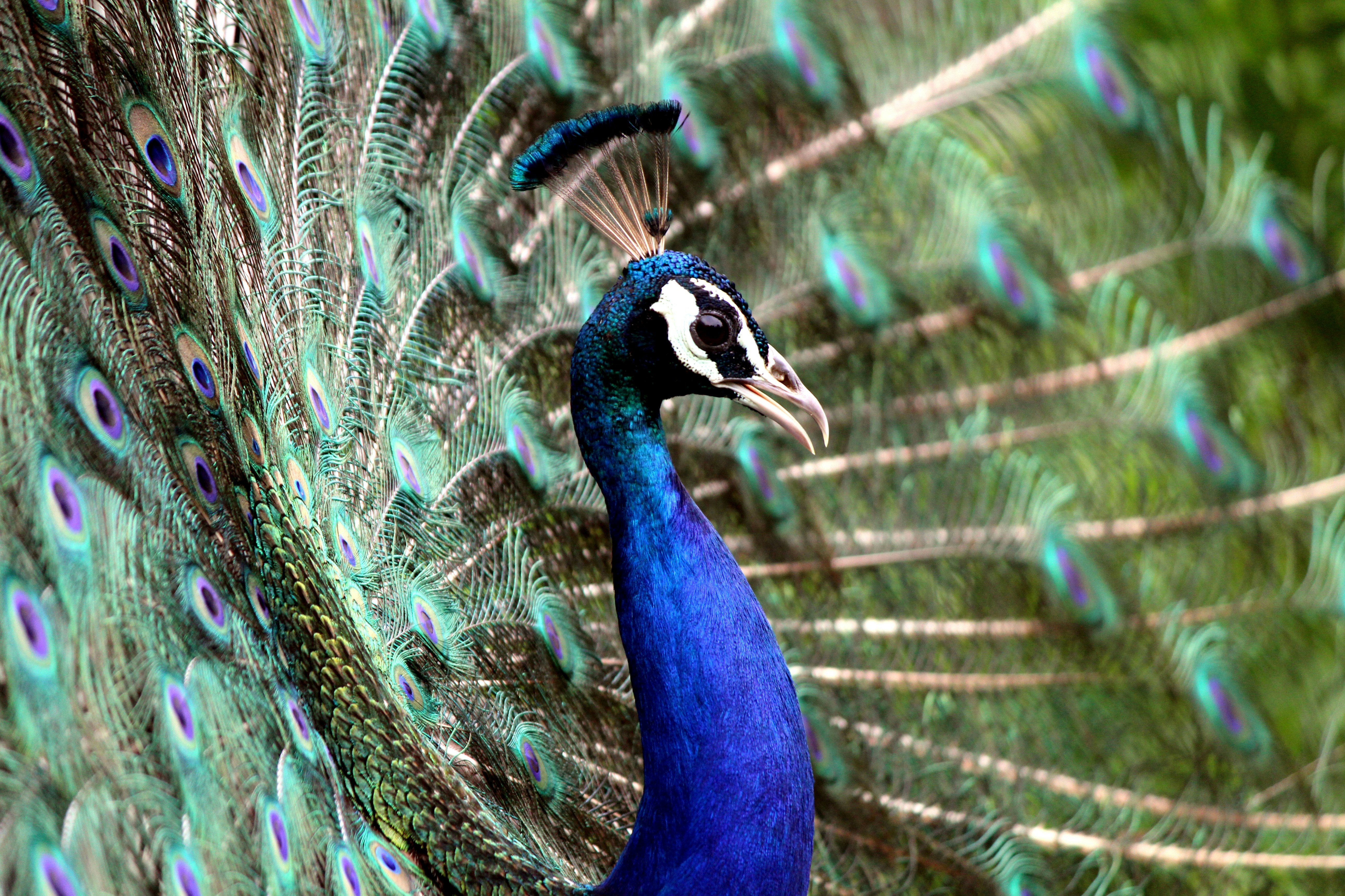 a peacock with its feathers spread out