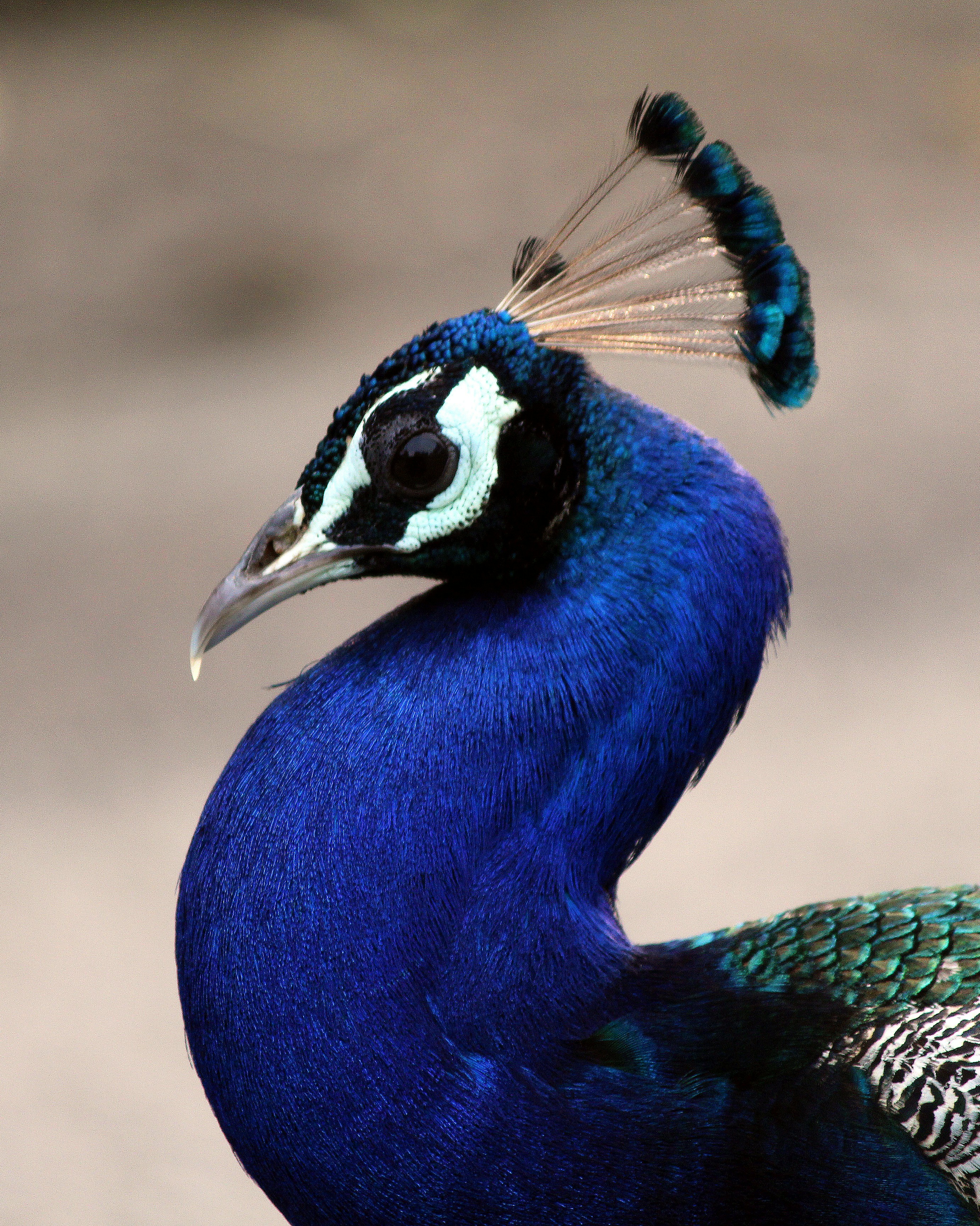 a blue bird with a black head and white and blue feathers