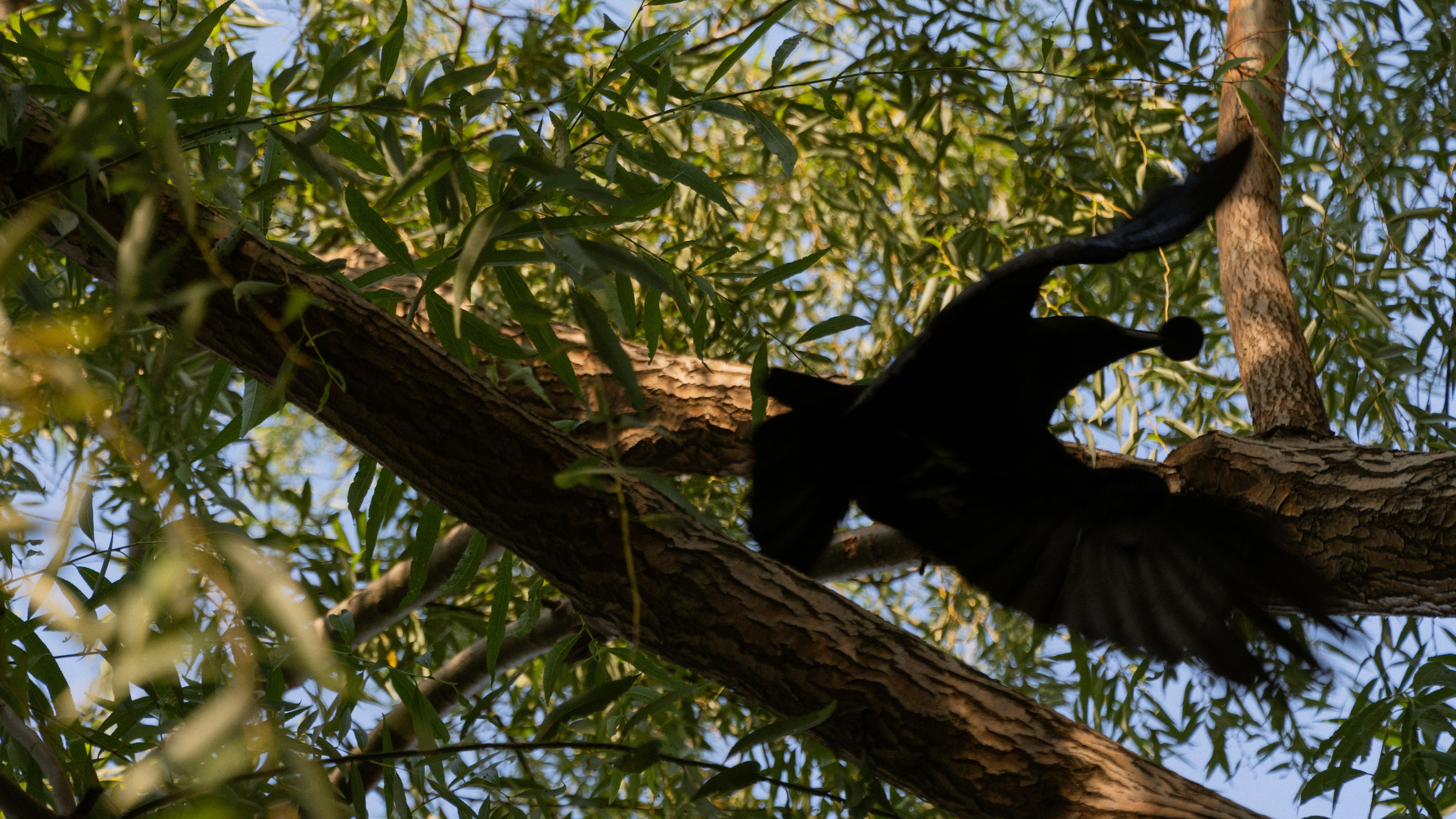 Silhouette in the Canopy: A Black Bird in Flight Across Sunlit Branches