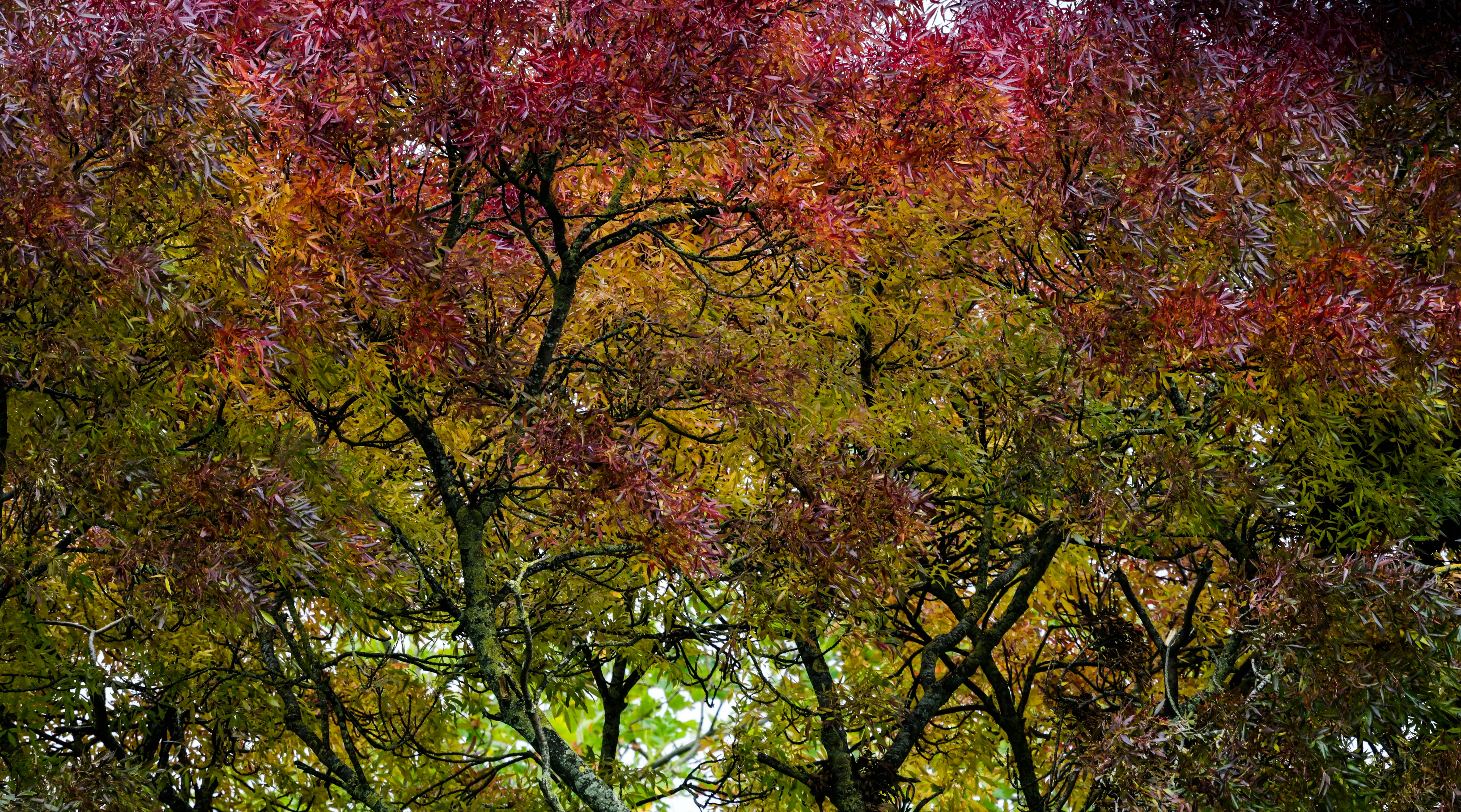 A group of trees with red and yellow leaves photo – Free Hainault ...