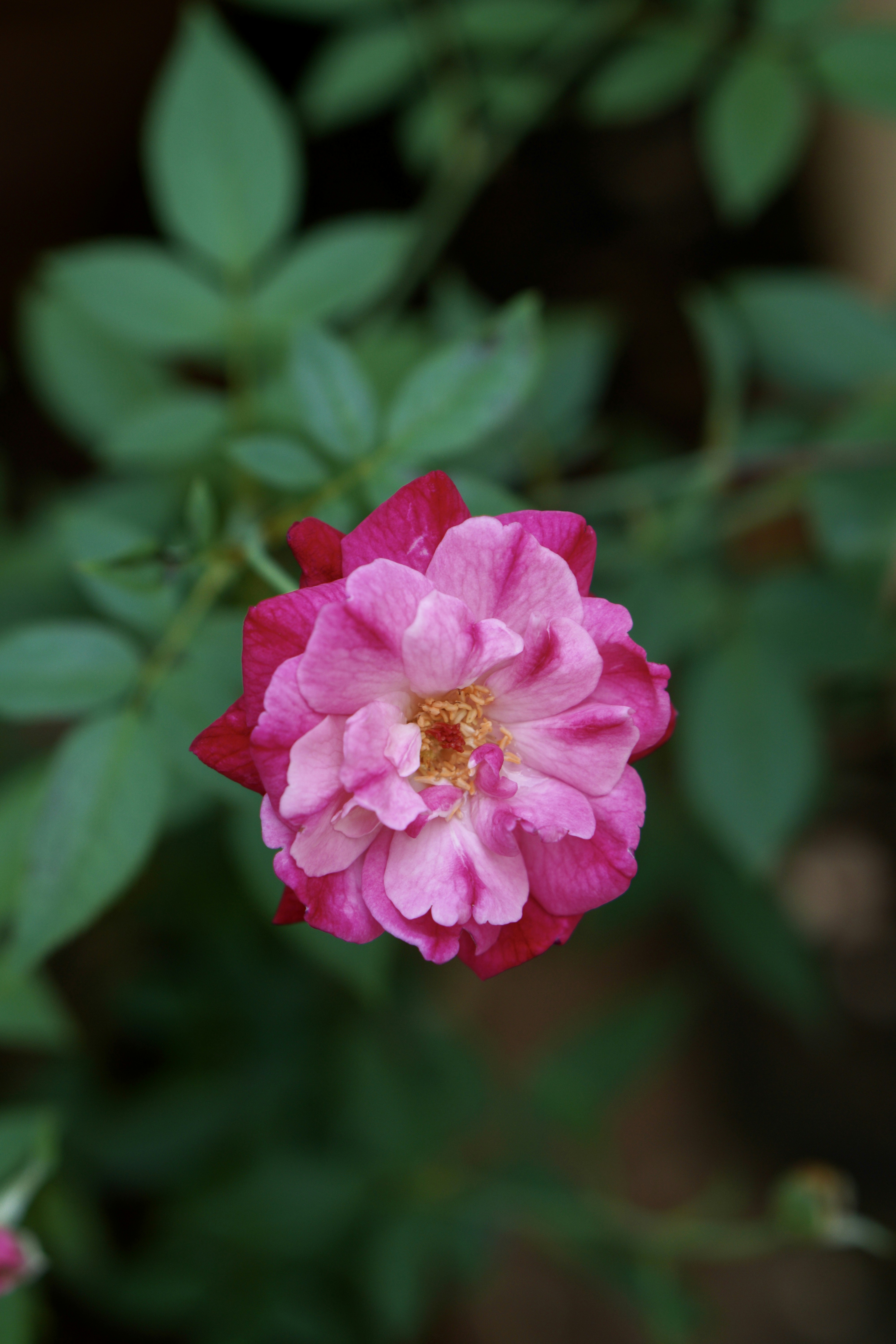 A vibrant dual-toned rose in full bloom, surrounded by lush green foliage. The delicate petals showcase a blend of pink and white hues.