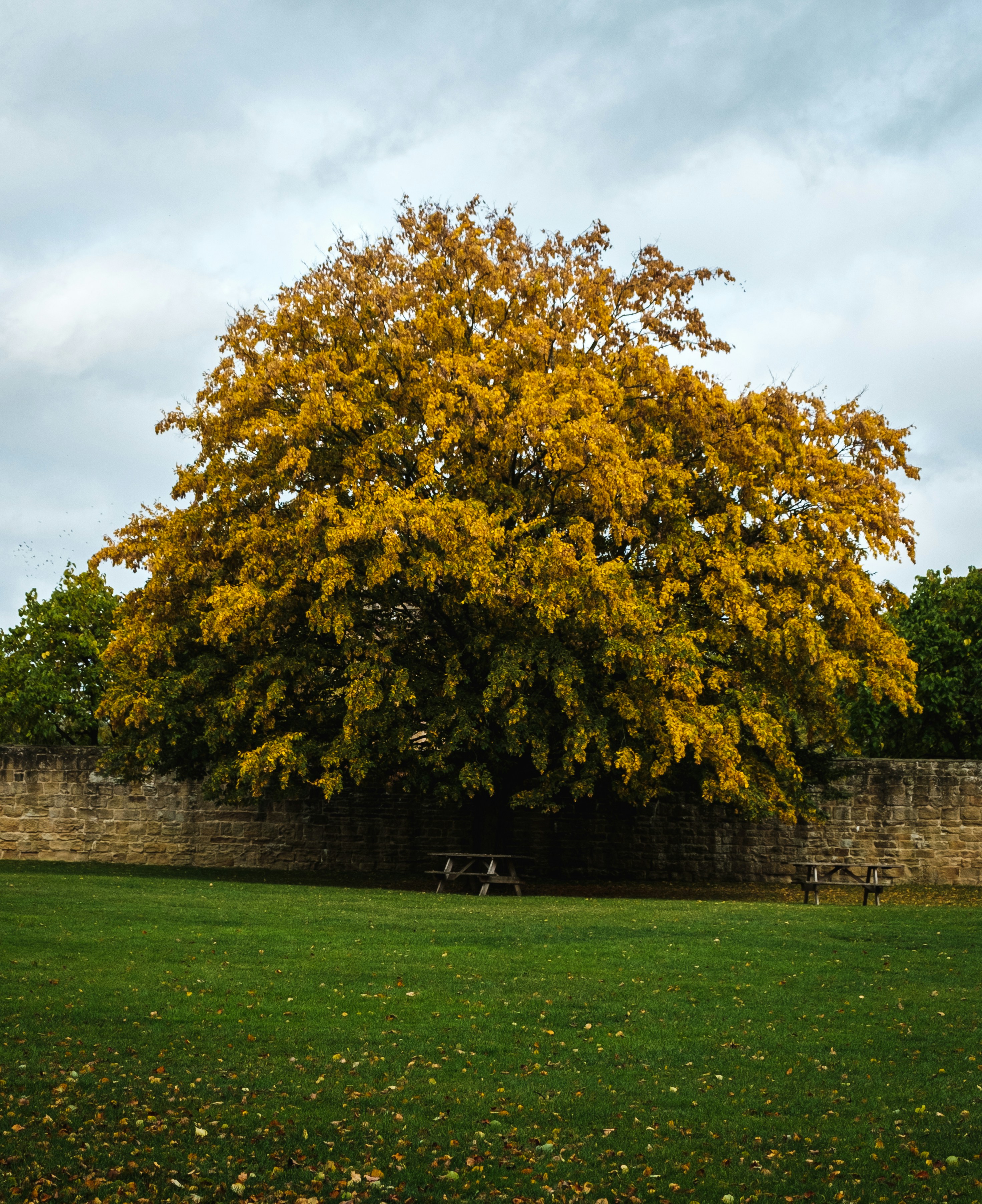 Autumn's Golden Canopy Framing a Weathered Park Wall