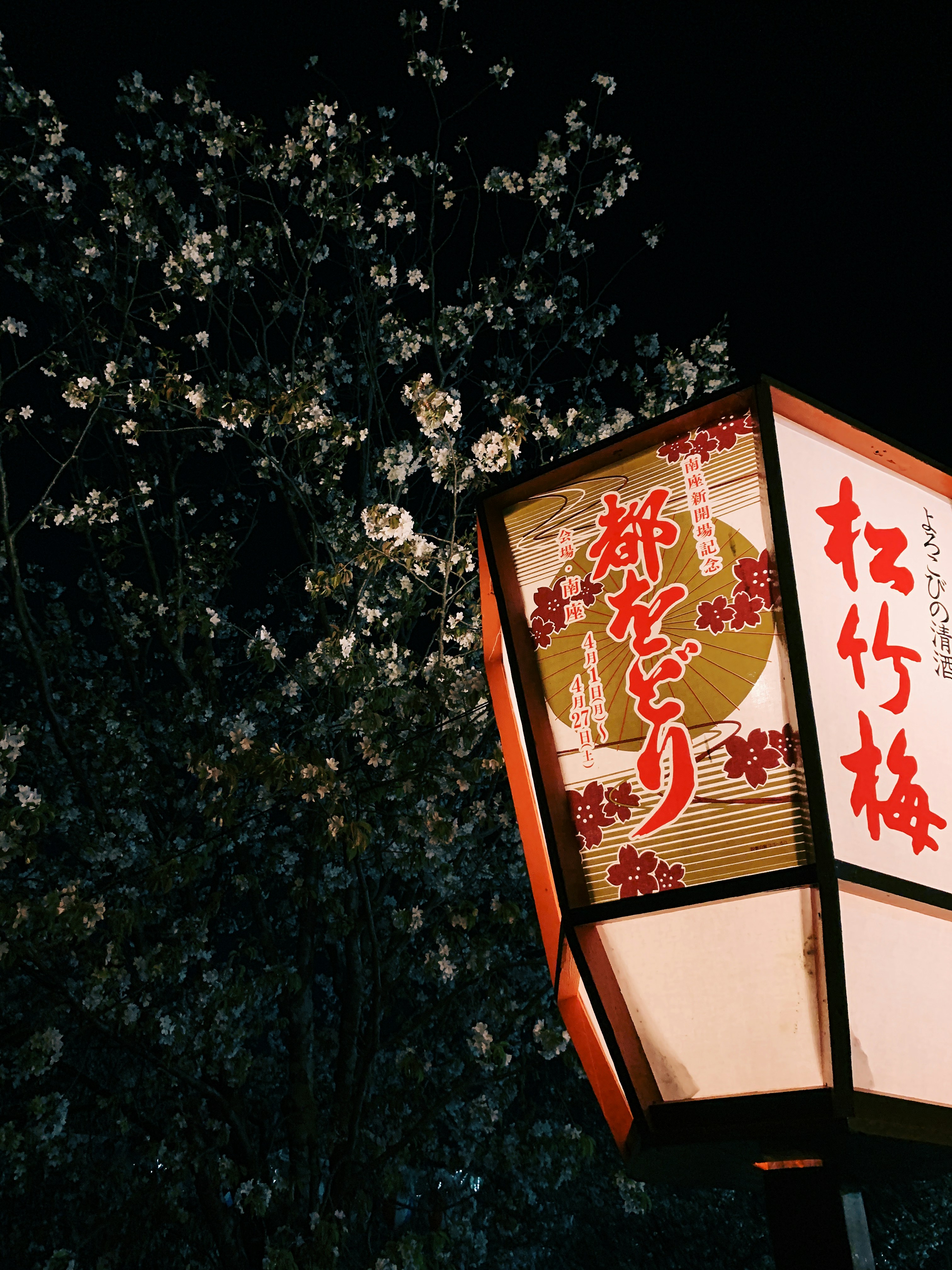 Lantern Glow Among Sakura: Red Kanji in a Night-Bloom Frame