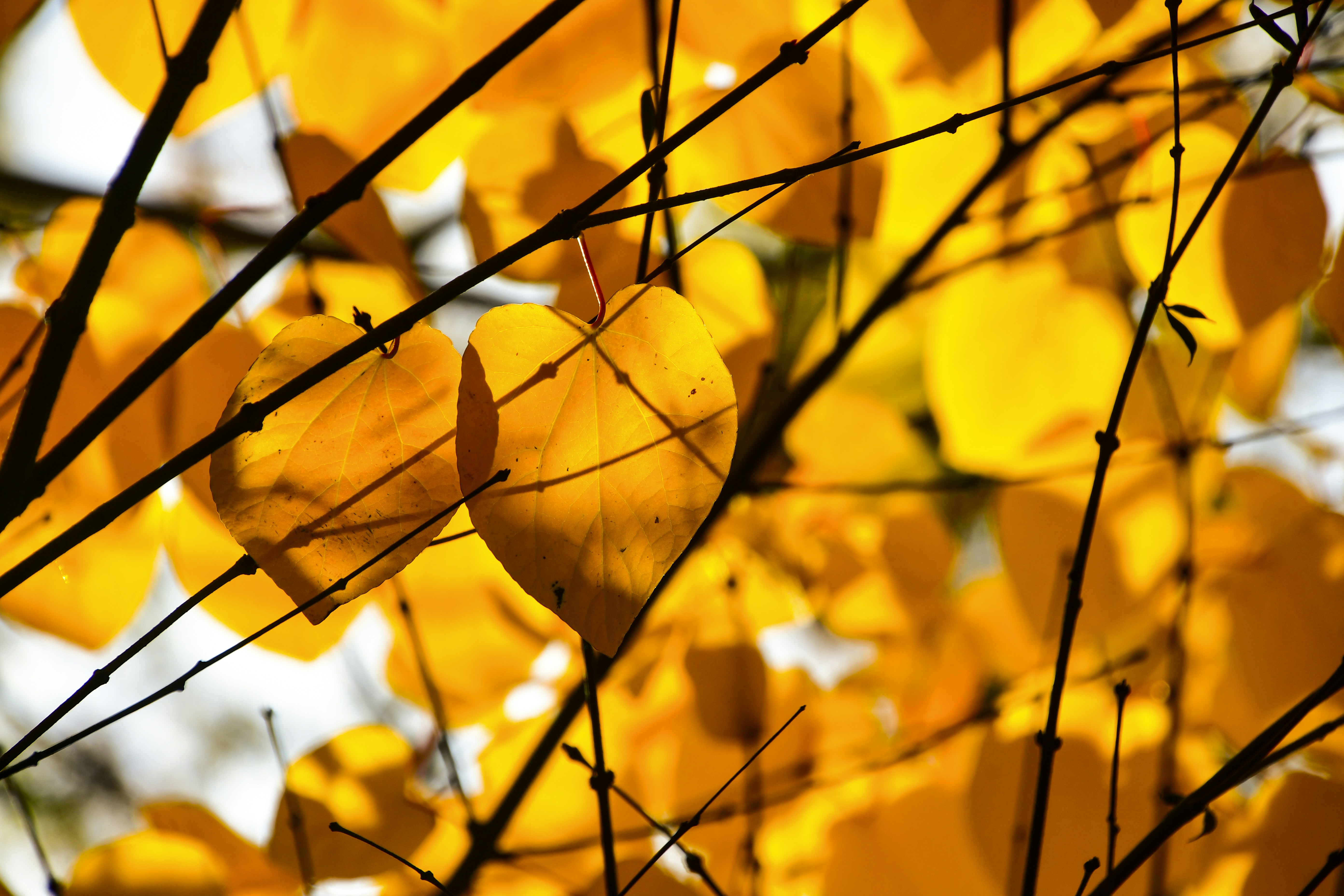 Golden Veil: A Network of Autumn Leaves