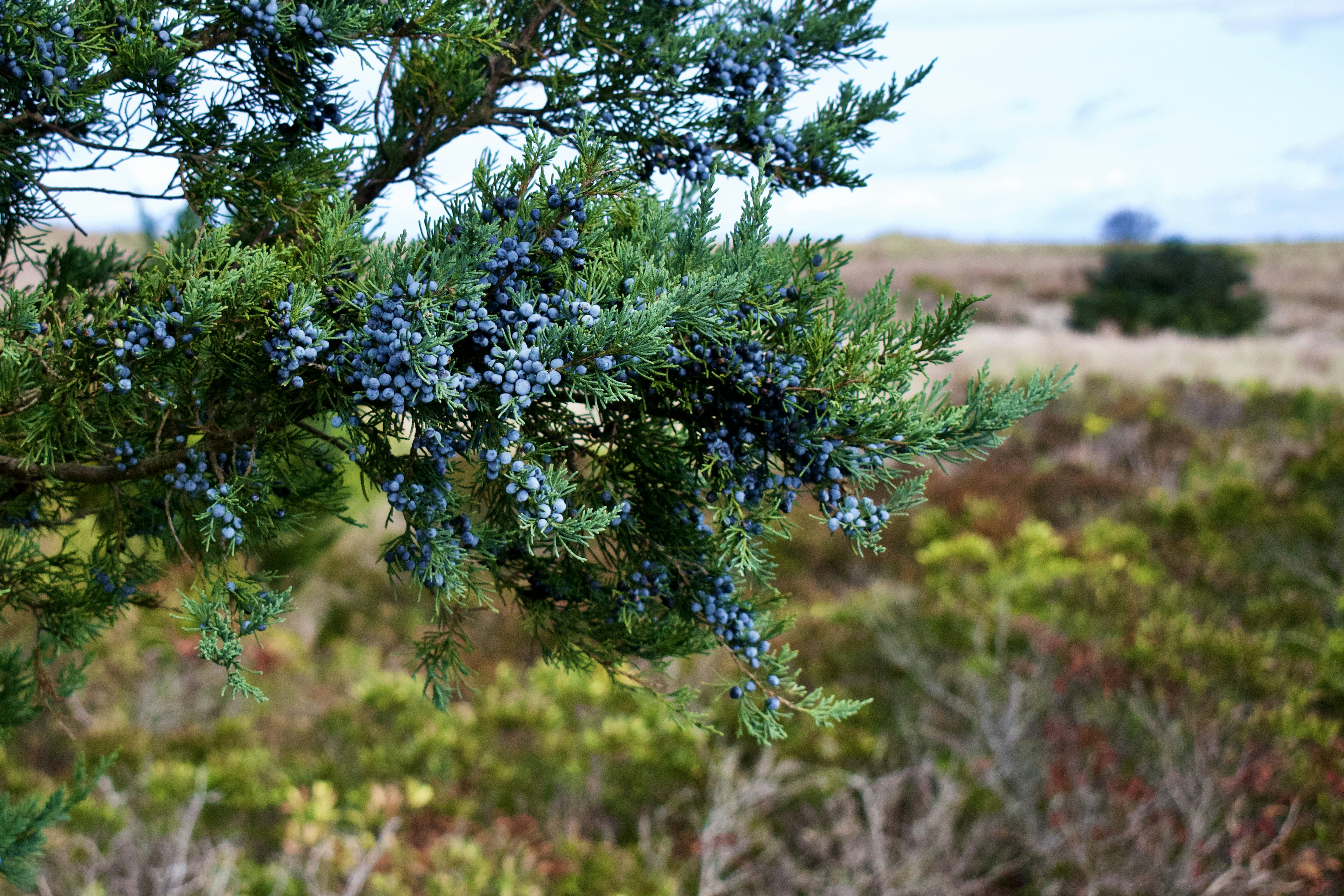 Azure Juniper Berries in a Windswept Moor: Close-Up Focus