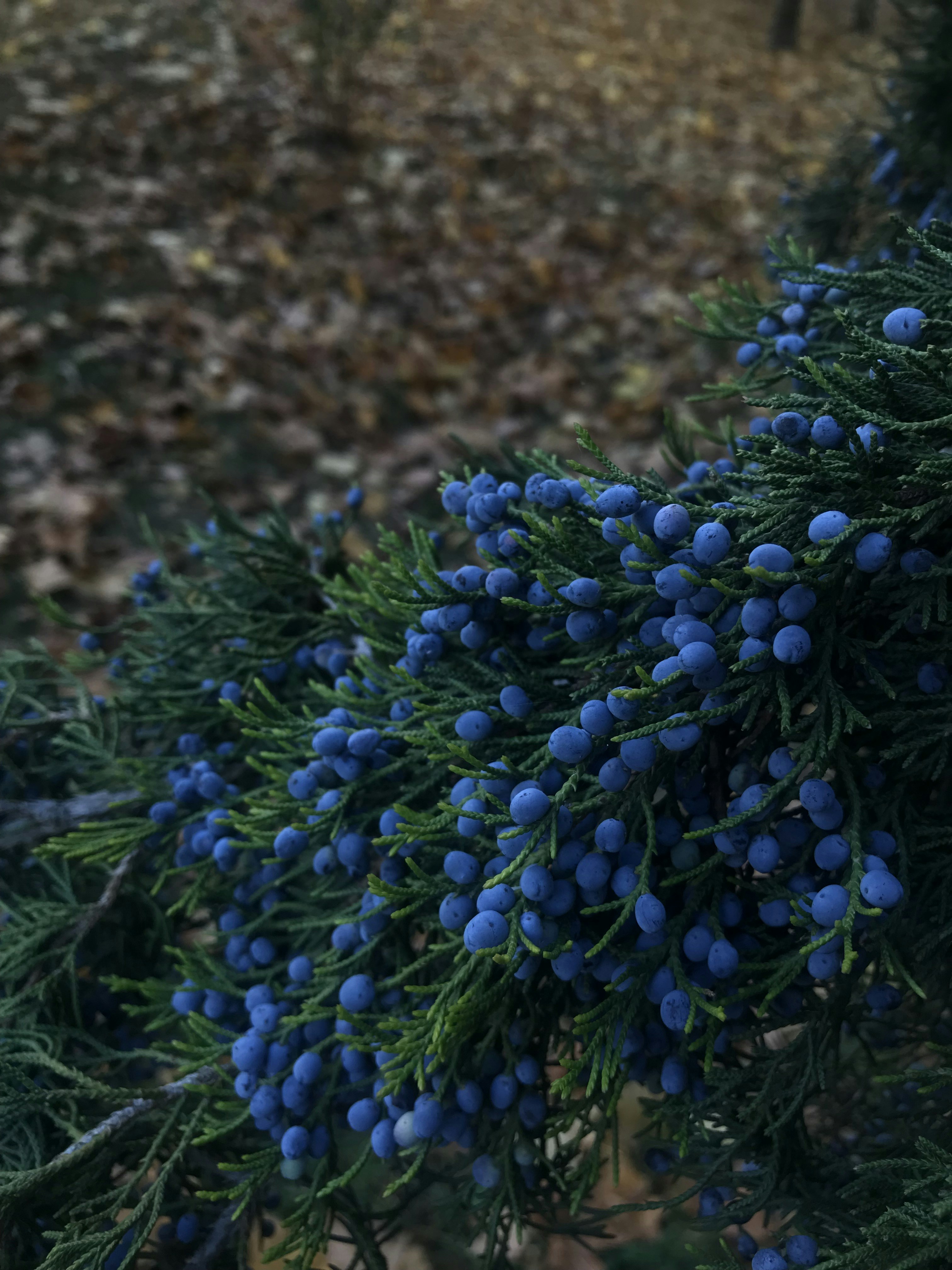 a bunch of blue berries hanging from a tree