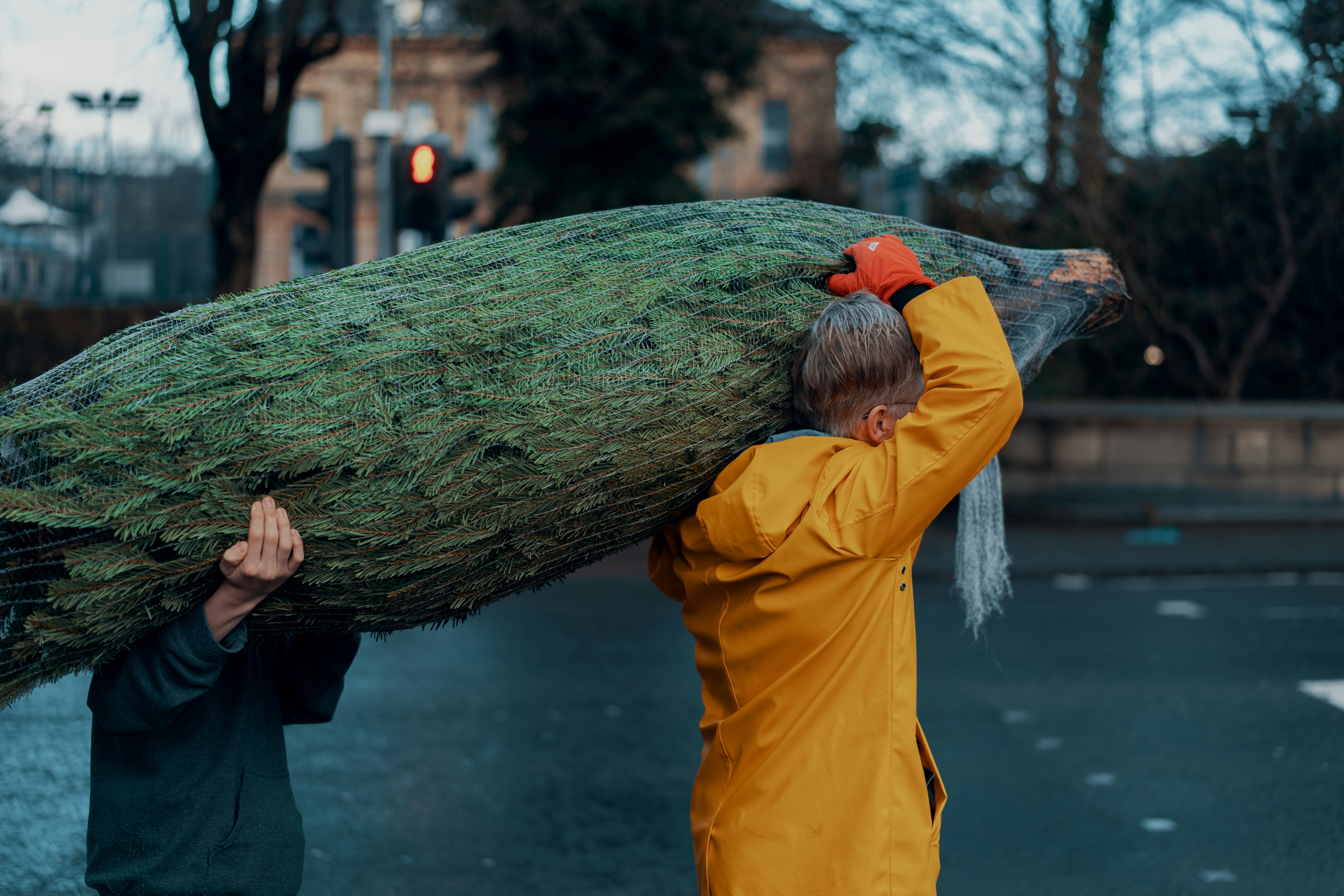 Two people carrying a large tree down a street photo – Free Glasgow ...