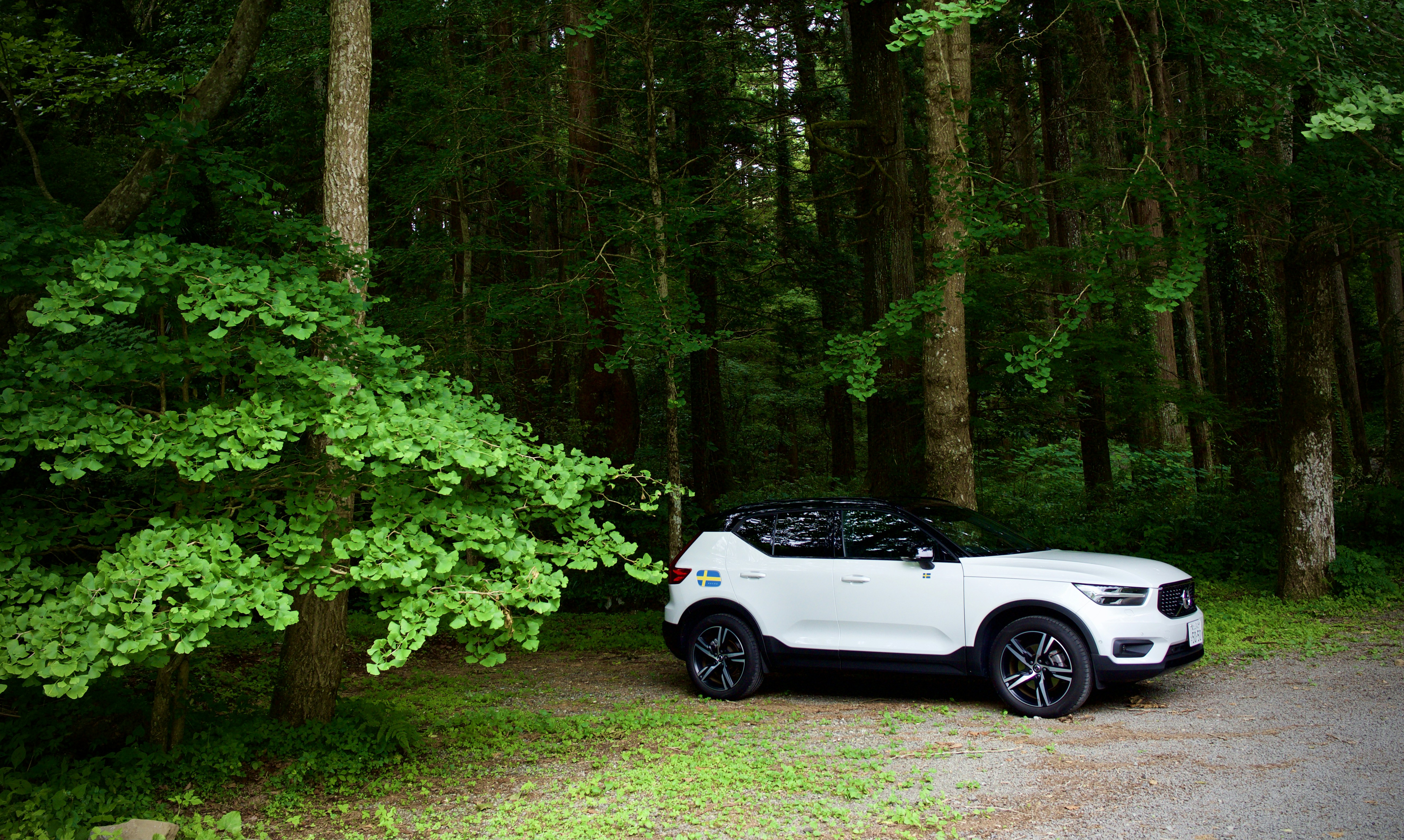 A white car parked in the middle of a forest photo – Free Volvo Image ...