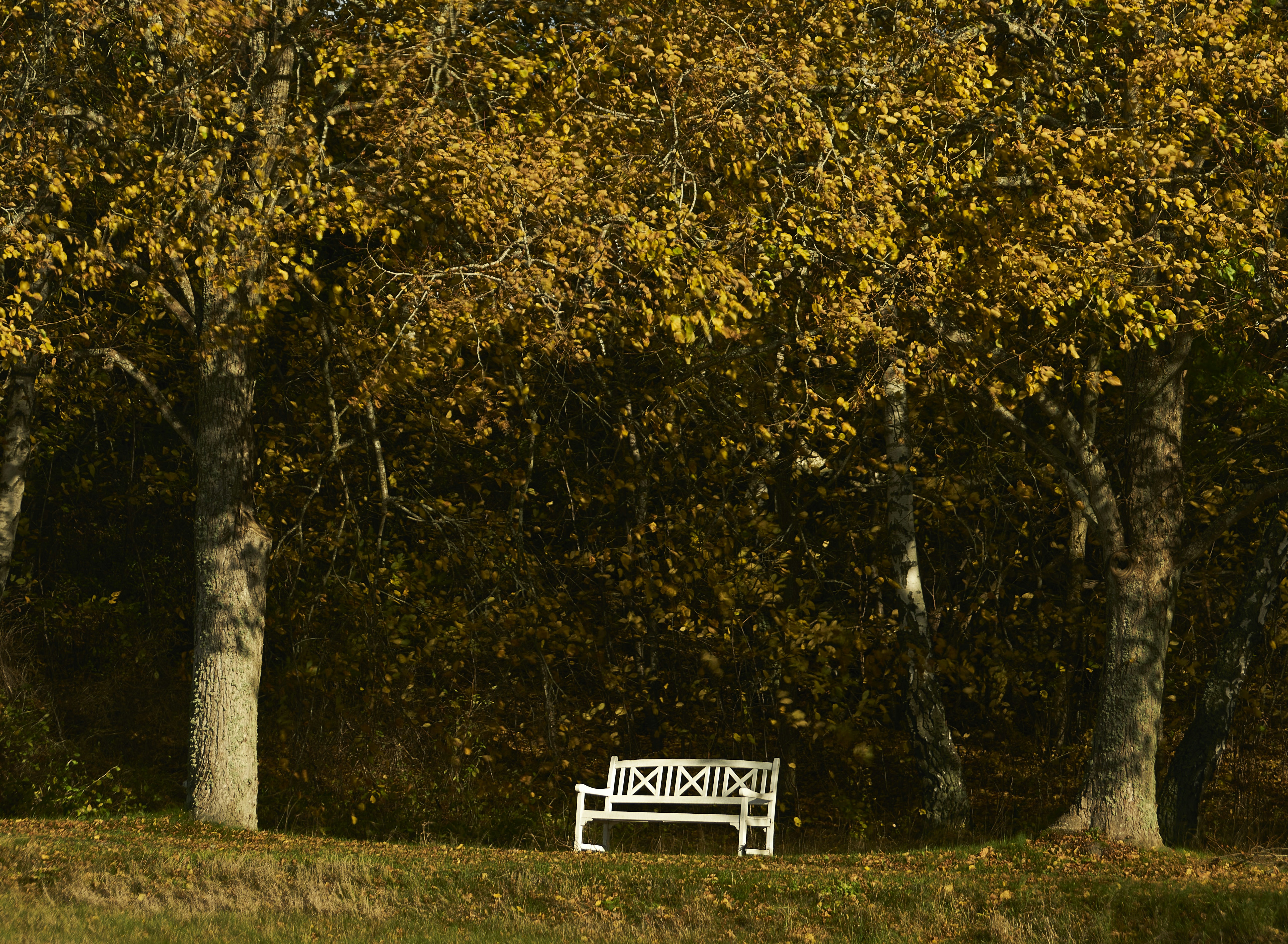 White bench nestled among towering trees with golden autumn leaves.