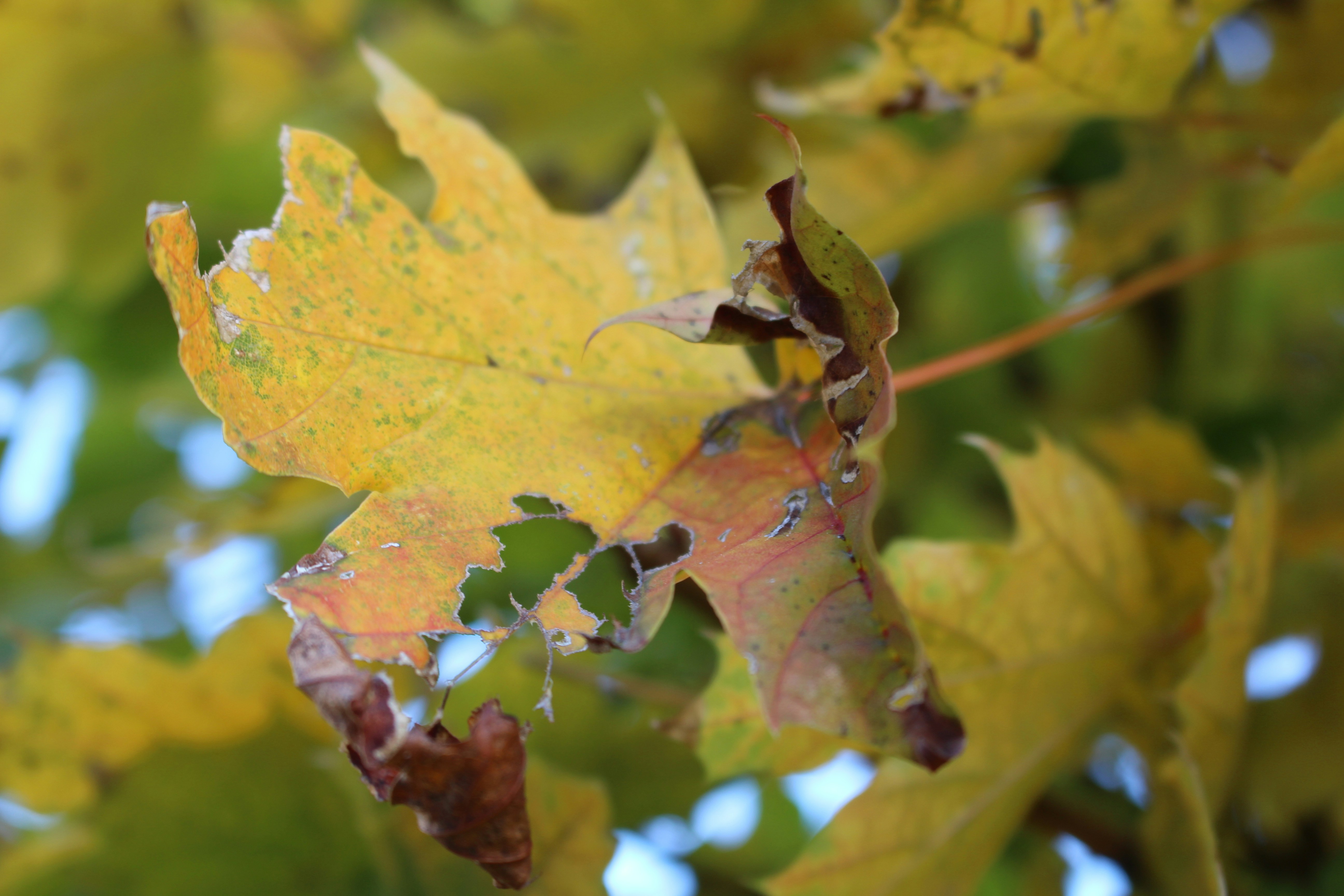 Time-Worn Maple: delicate lace of autumn gold