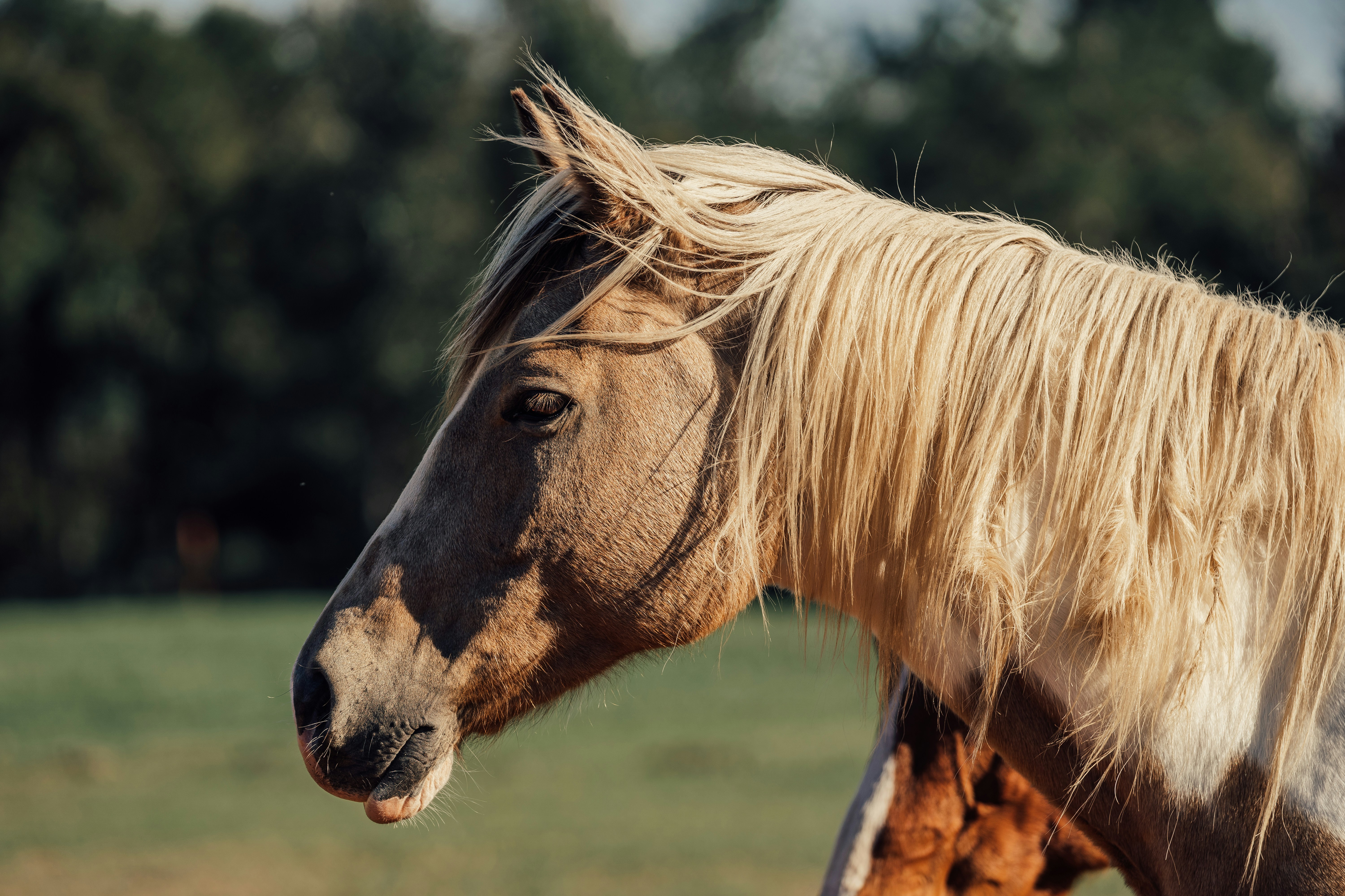 Profile of a horse with a flowing blonde mane against a blurred natural background.