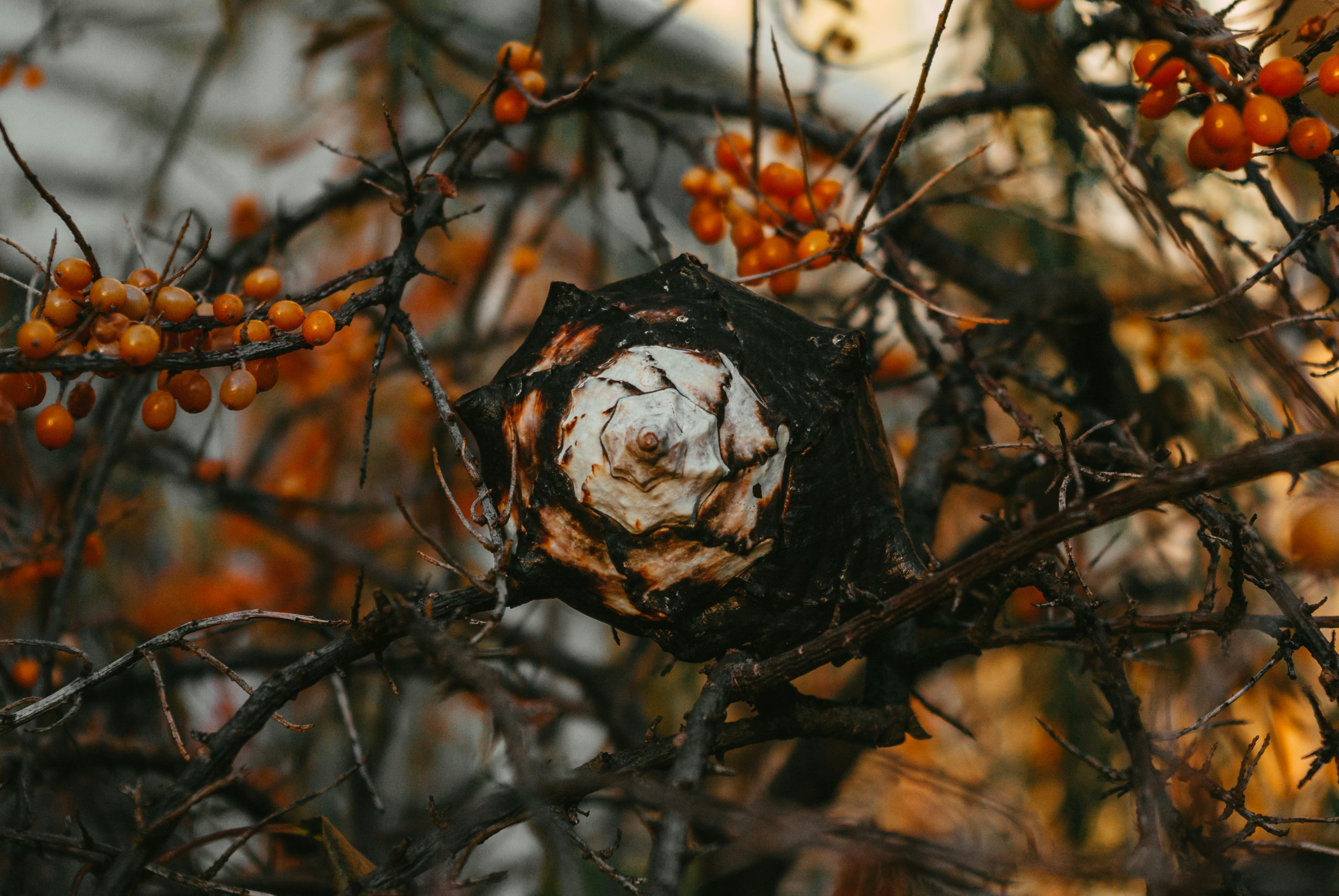 Weathered Winter Shell: A Central Twig Nest Embraced by Orange Berries