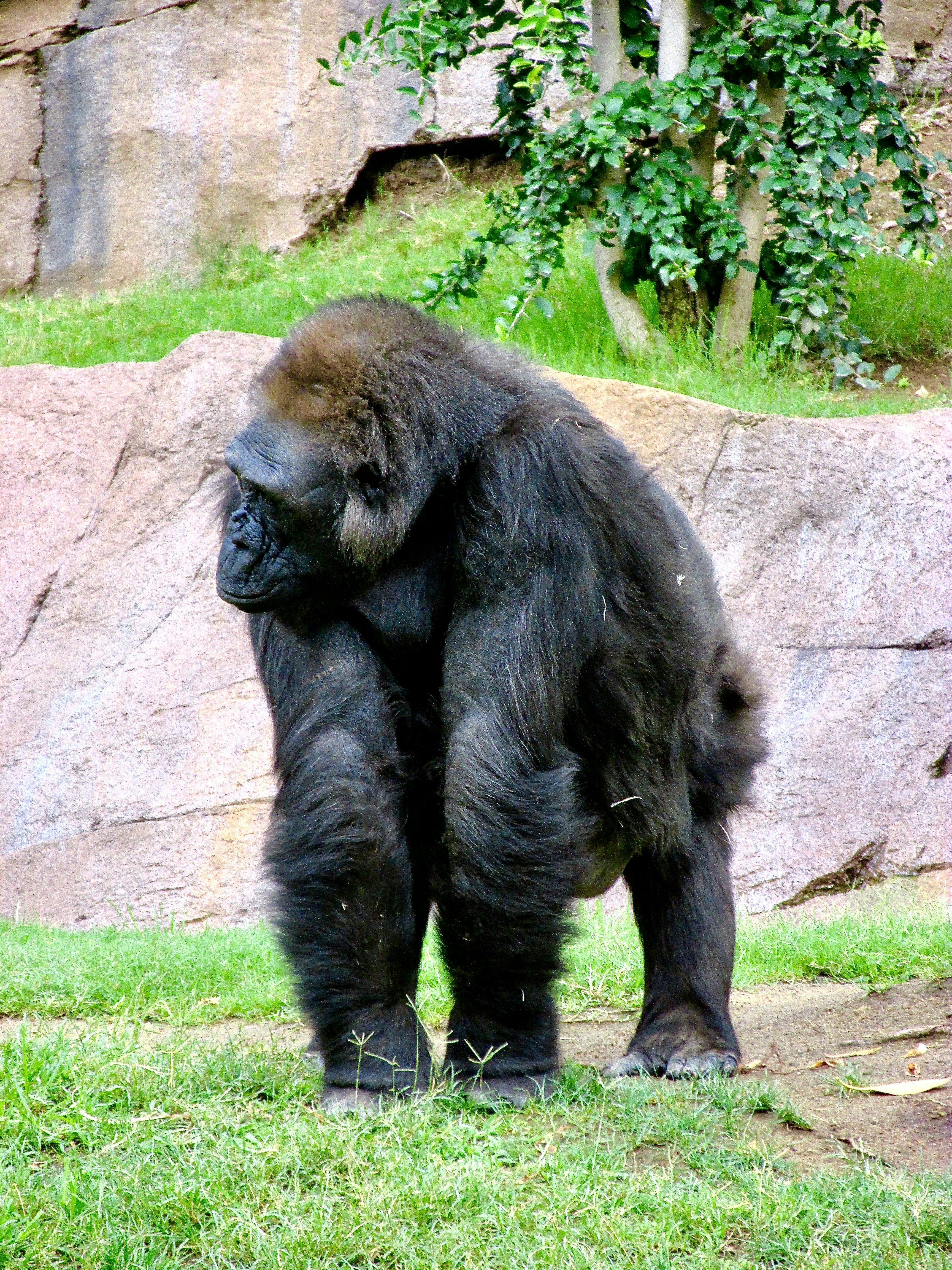 Silverback gorilla stands on grassy ground with a rock wall behind, within a zoo enclosure.