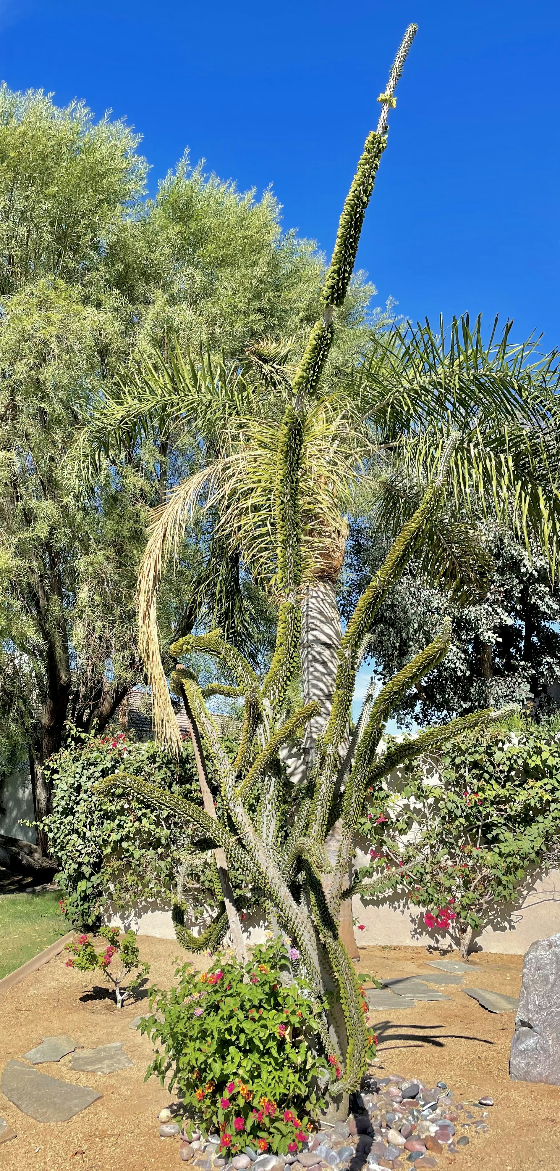 a large cactus tree in the middle of a garden