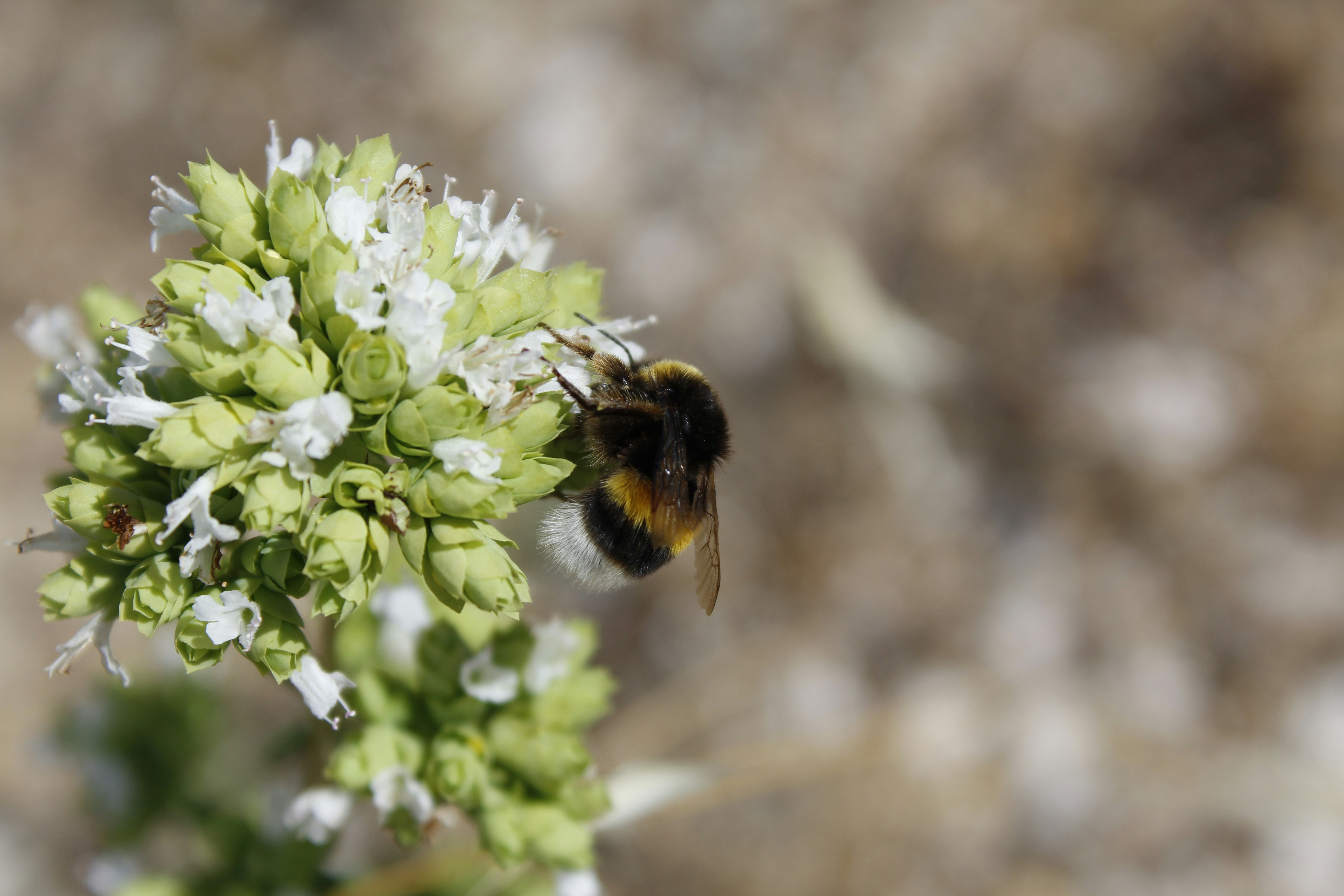 Bee at the Green Bloom: A Macro Moment in Dappled Light