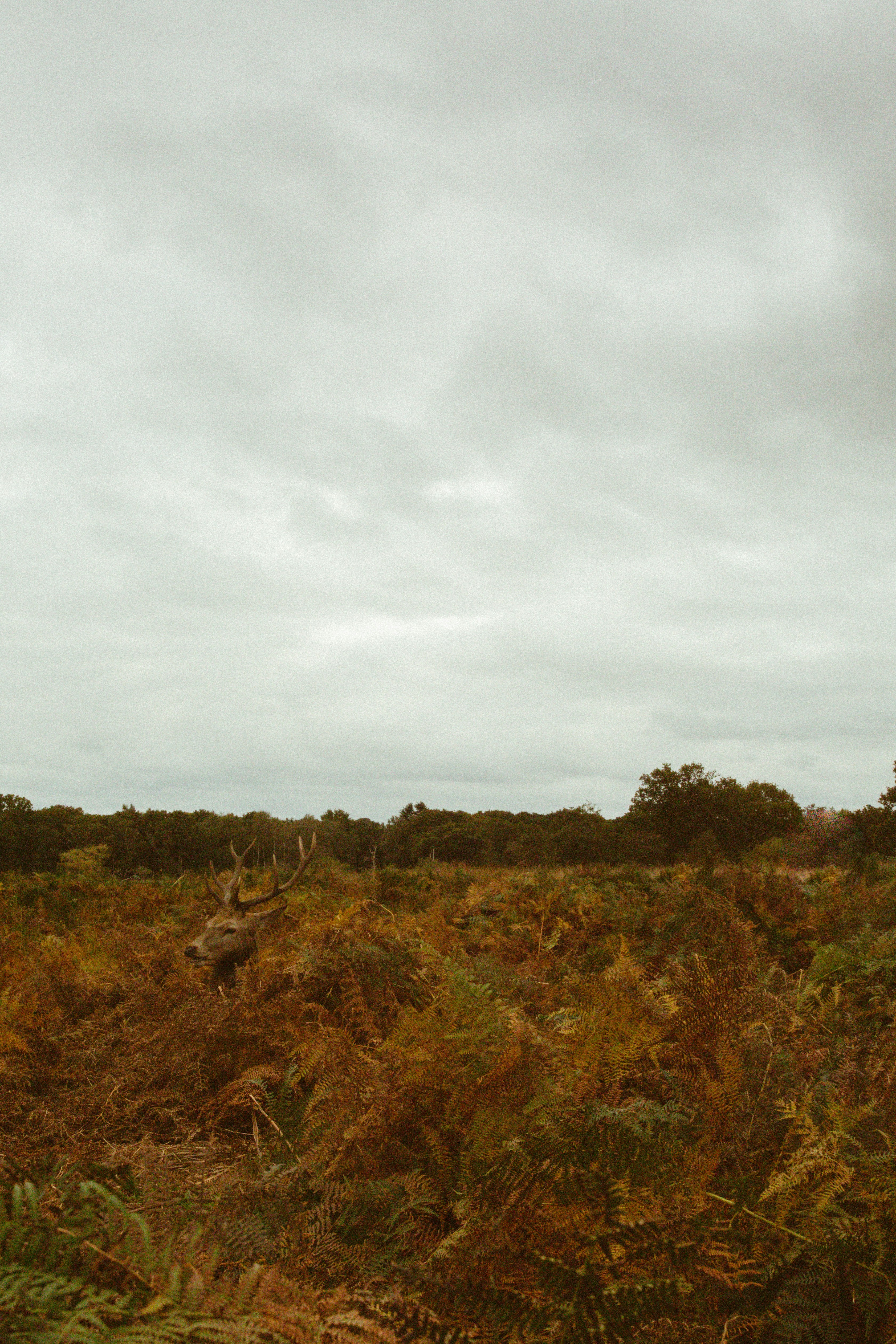 A majestic stag partially hidden among vibrant ferns in a serene landscape. The overcast sky adds a touch of tranquility.