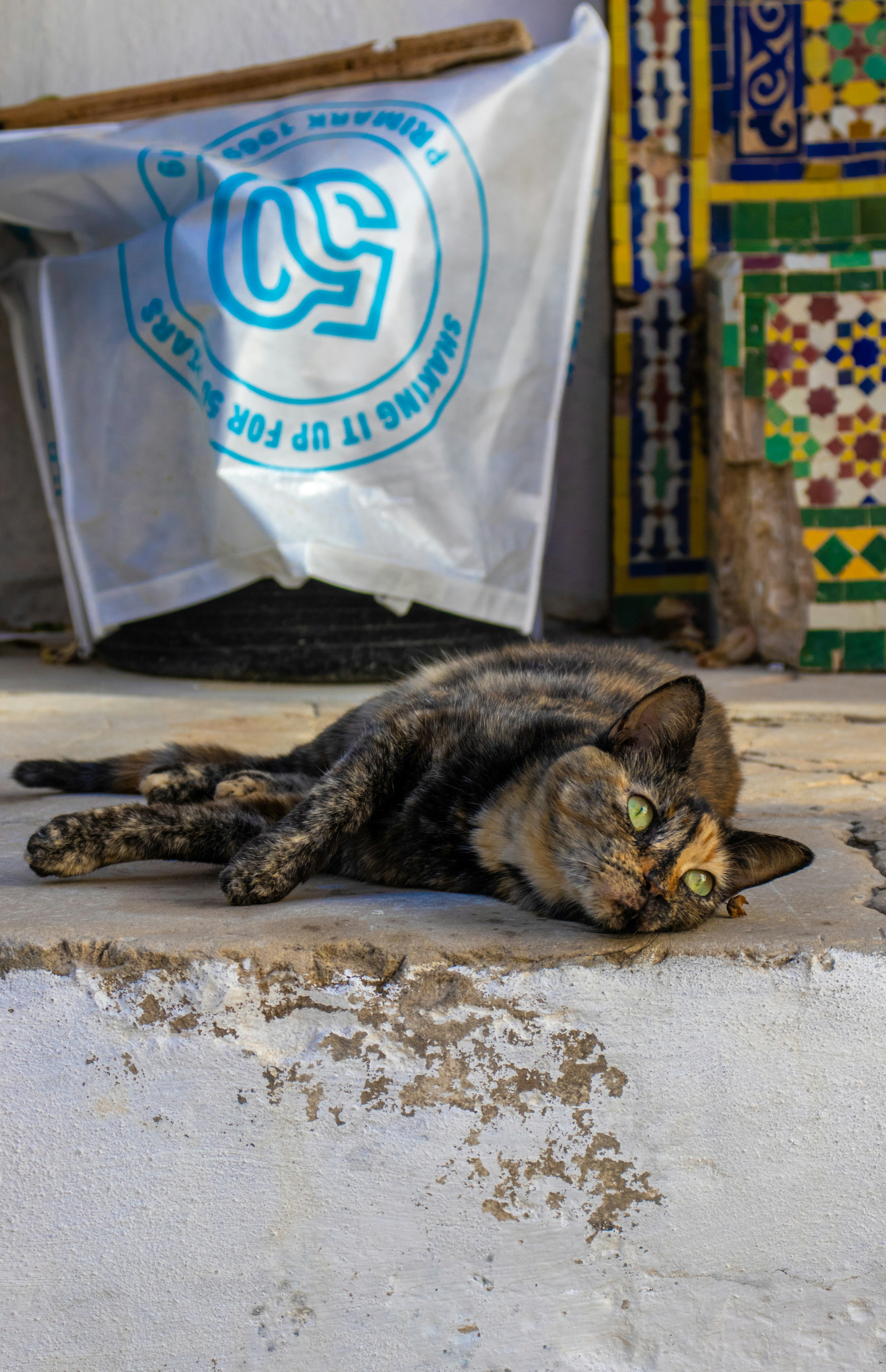 Sunlit Tortie on a Weathered Ledge Beside Mosaic Tiles