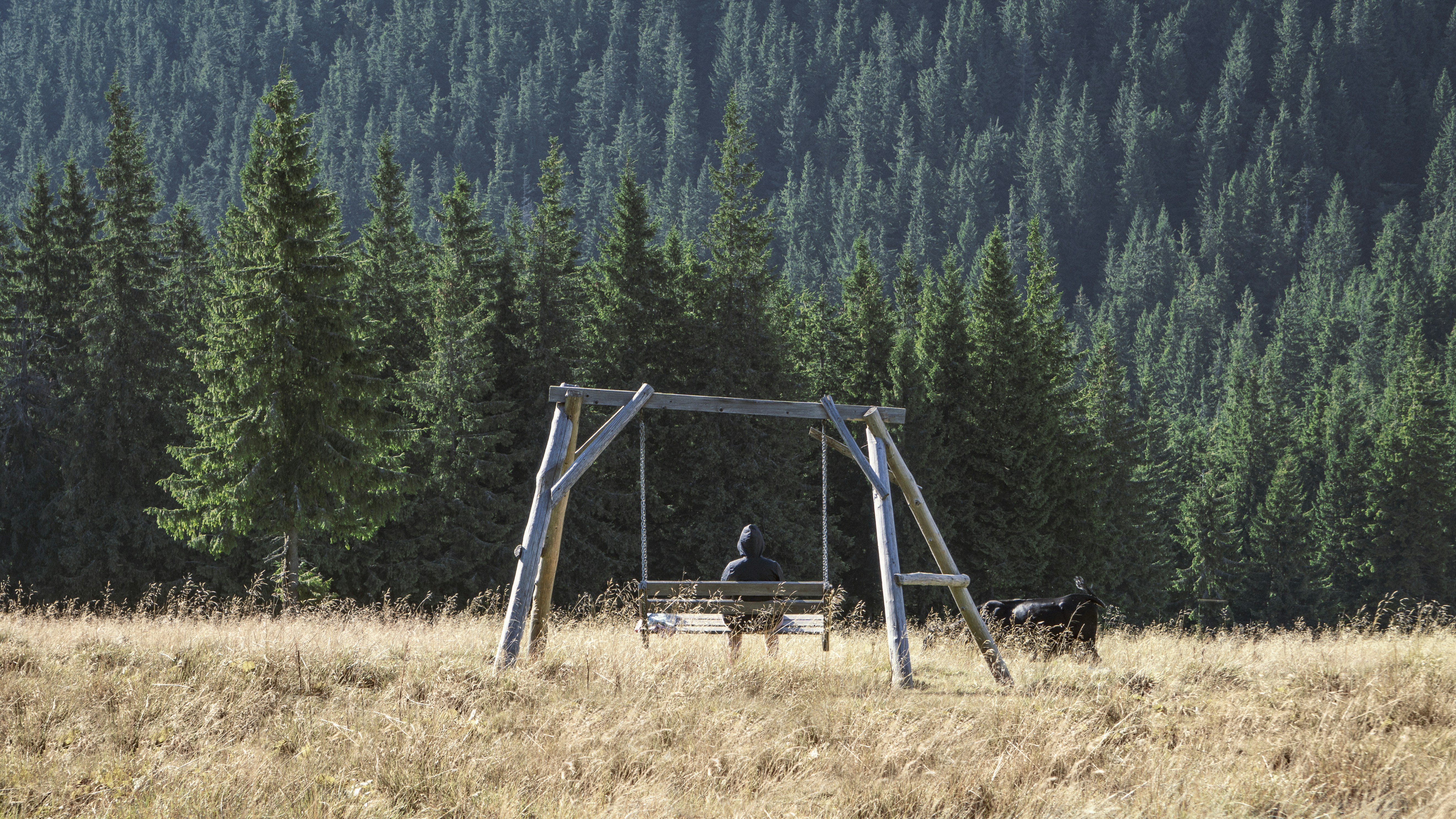 Un columpio en un campo con un bosque al fondo foto – Imagen de ...