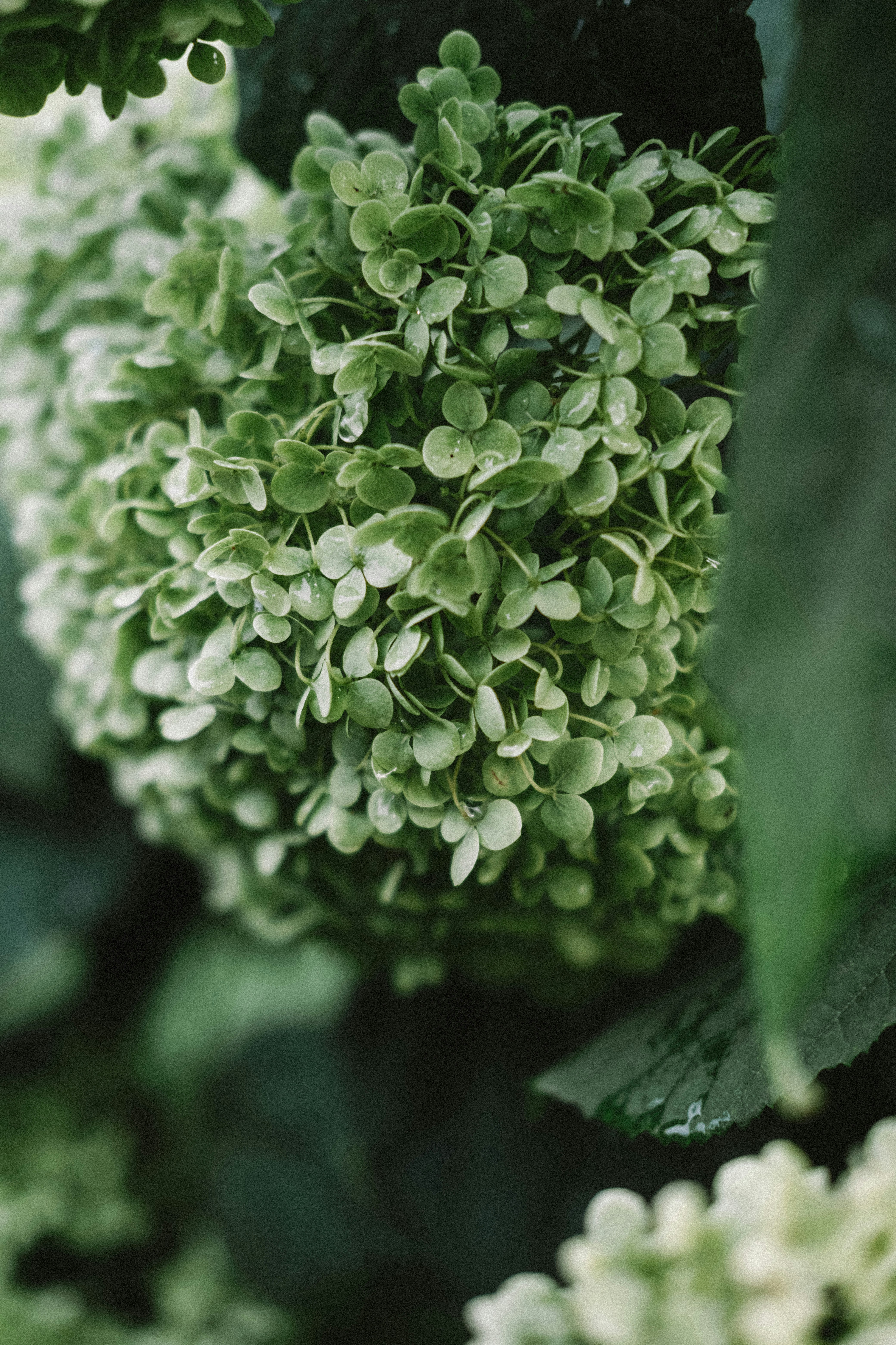 Green Velvet Macro: Close-Up of Dense Round-Leaf Texture