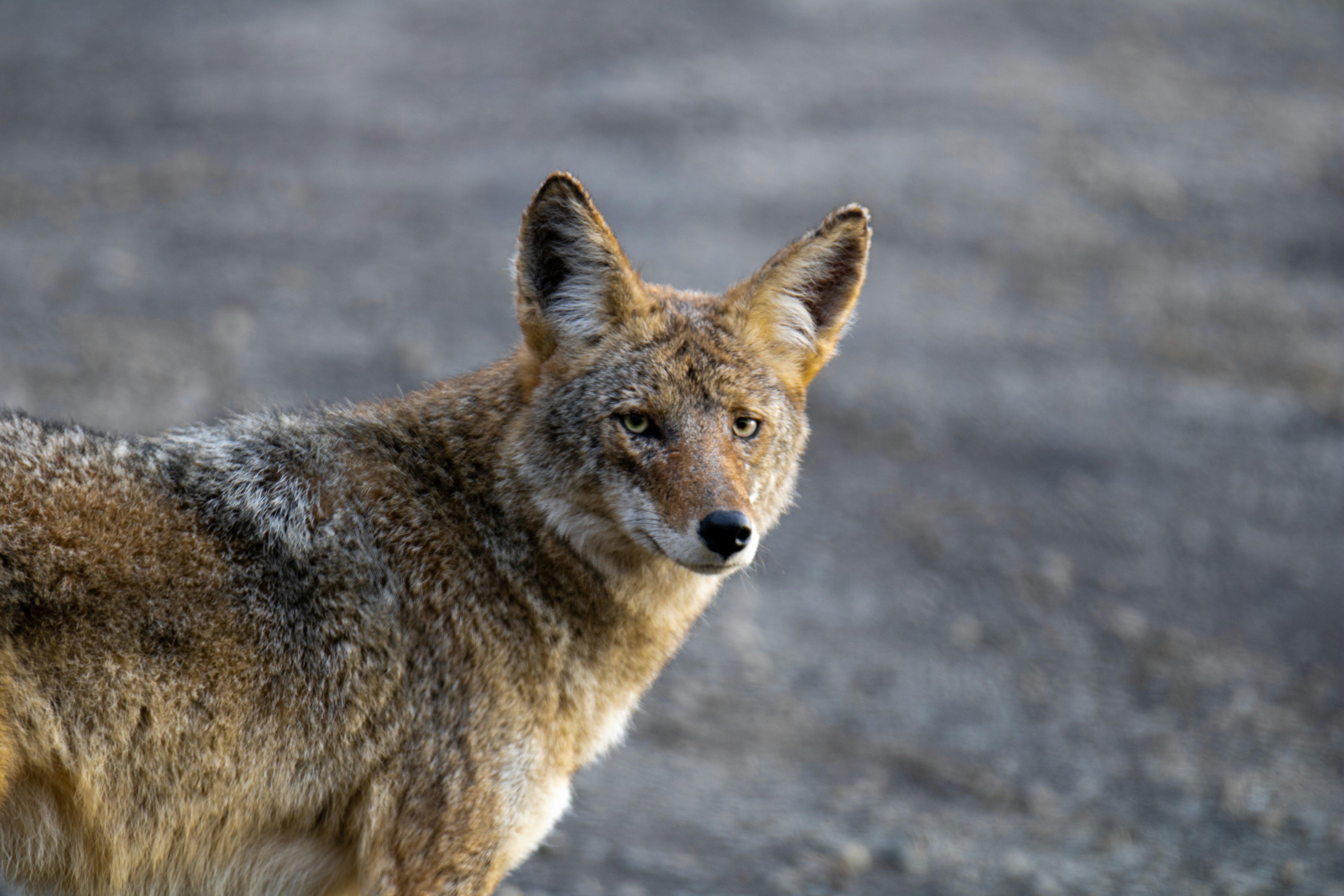 A close up of a small animal on a road photo – Free Coyote Image on ...