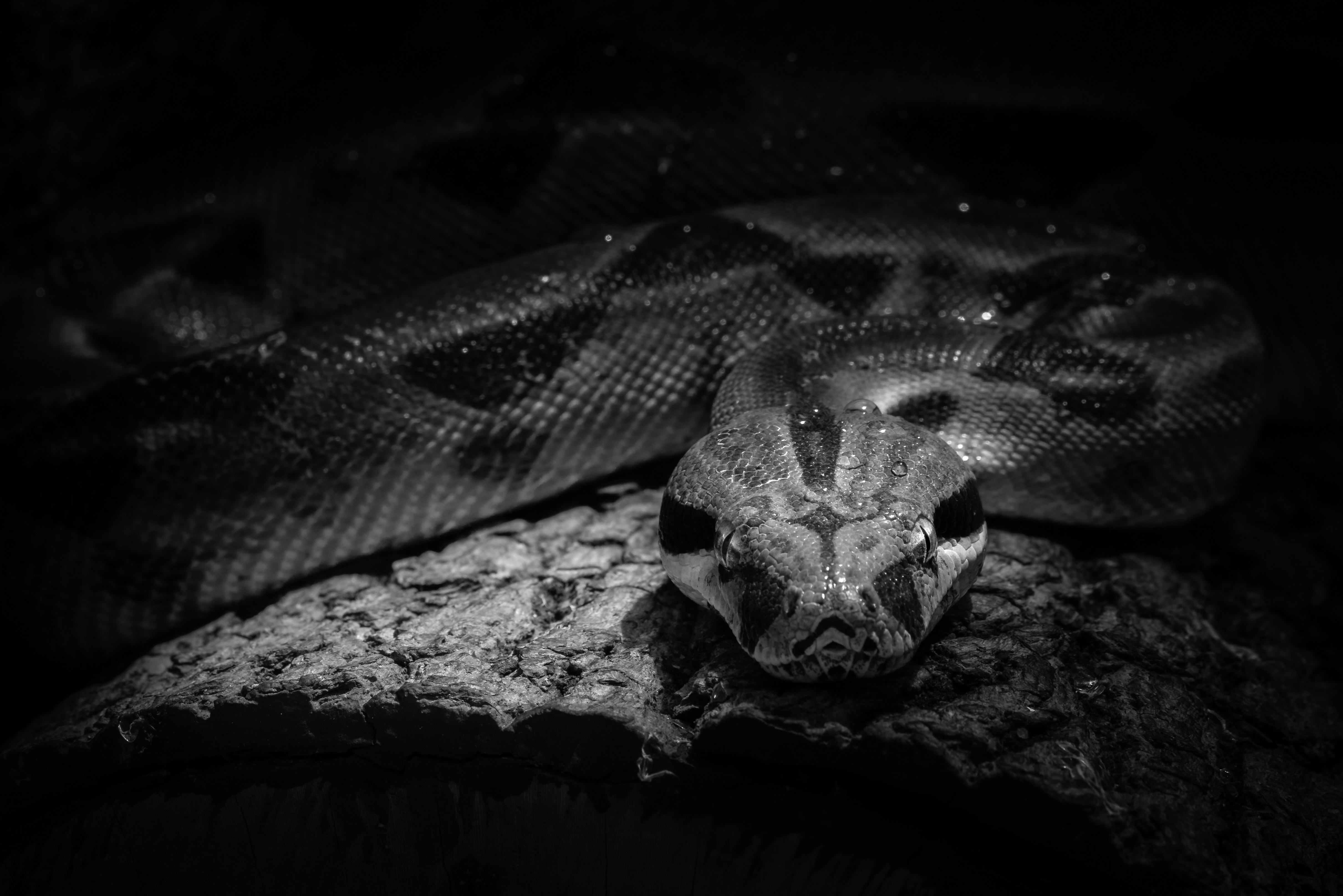 Foto zum Thema Ein Schwarz-Weiß-Foto einer Schlange – Kostenloses Bild ...