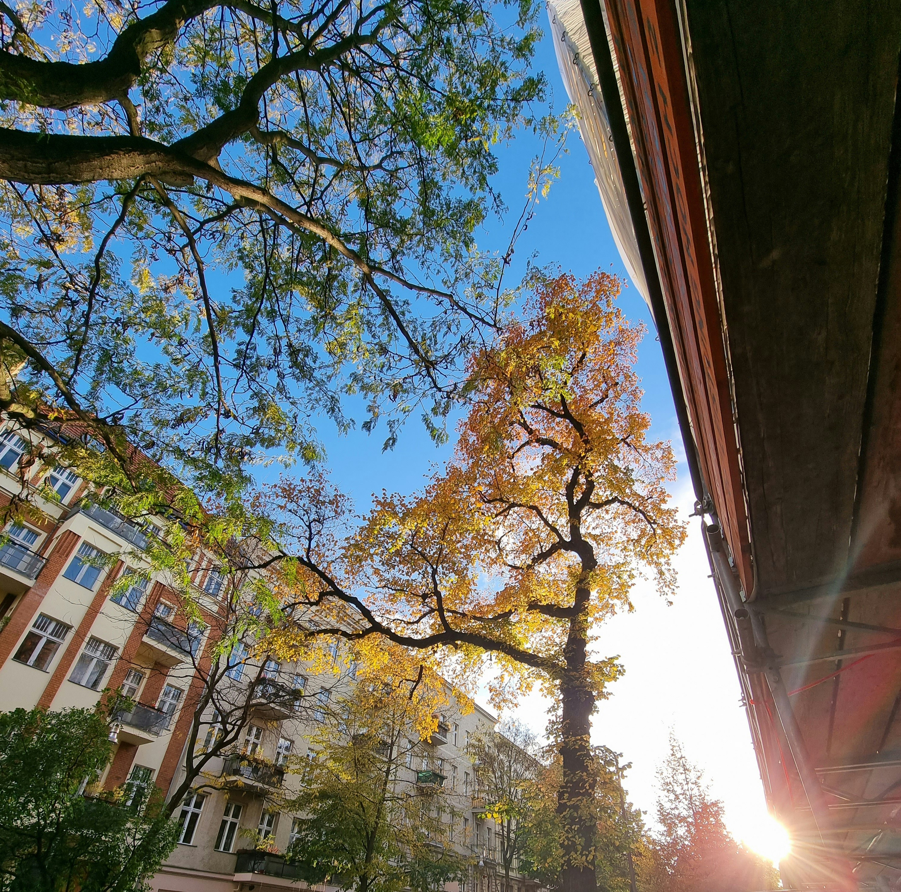 Sunburst Through Autumn Canopy Over a City Block