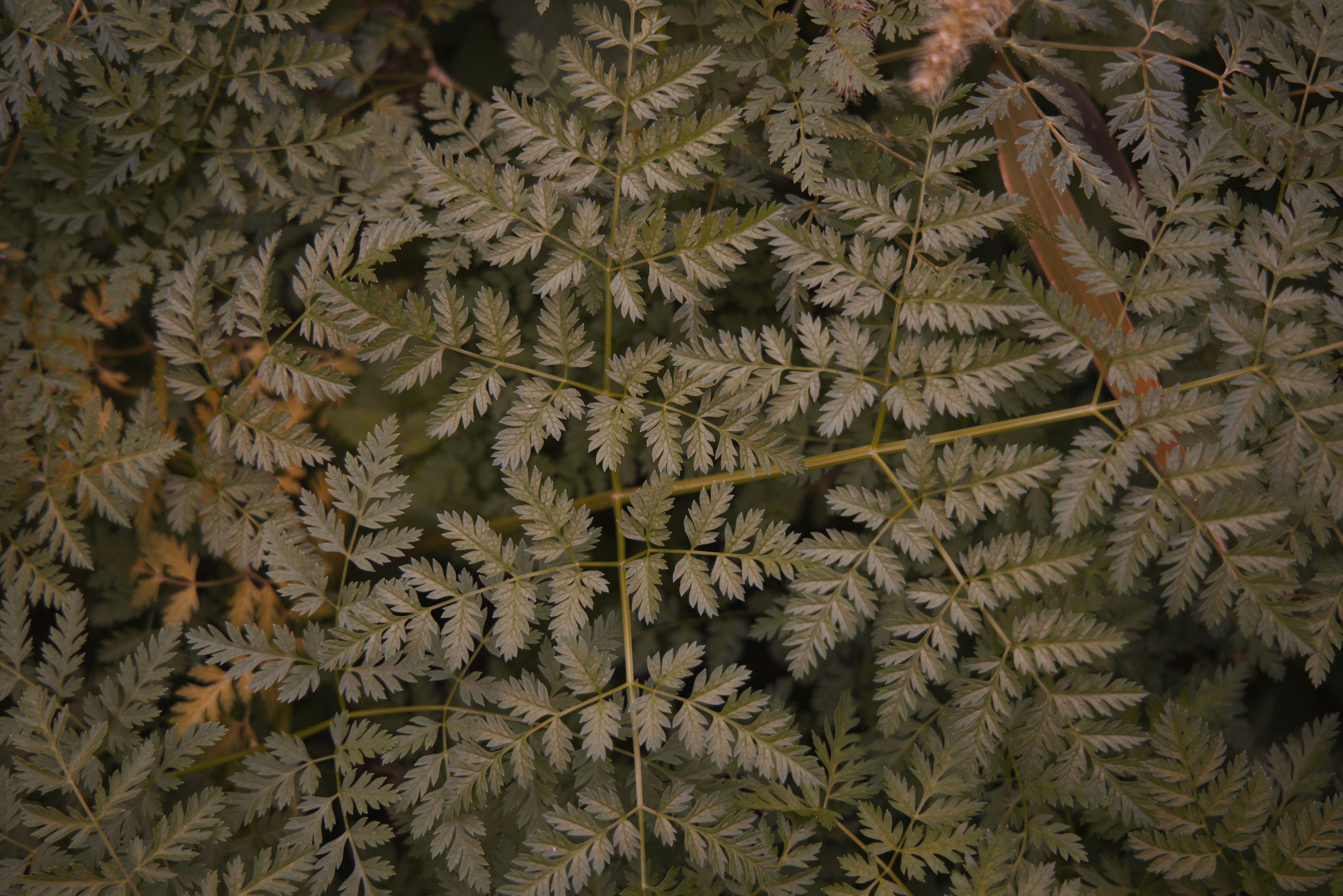 Crossed Fern Lattice in Quiet Dappled Light