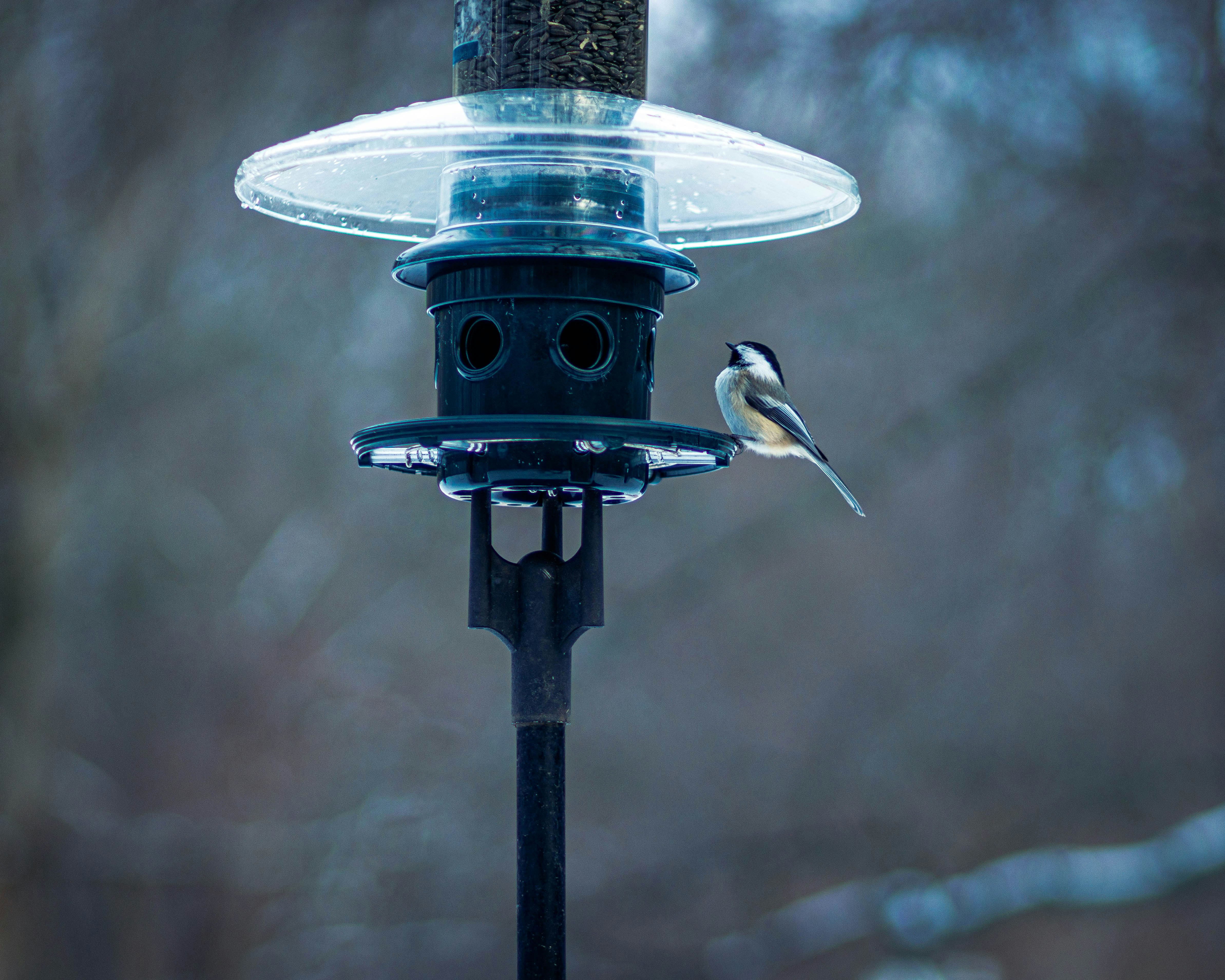 A small bird perches on a bird feeder, poised to enjoy the seeds within. The background features a soft blur of winter foliage.